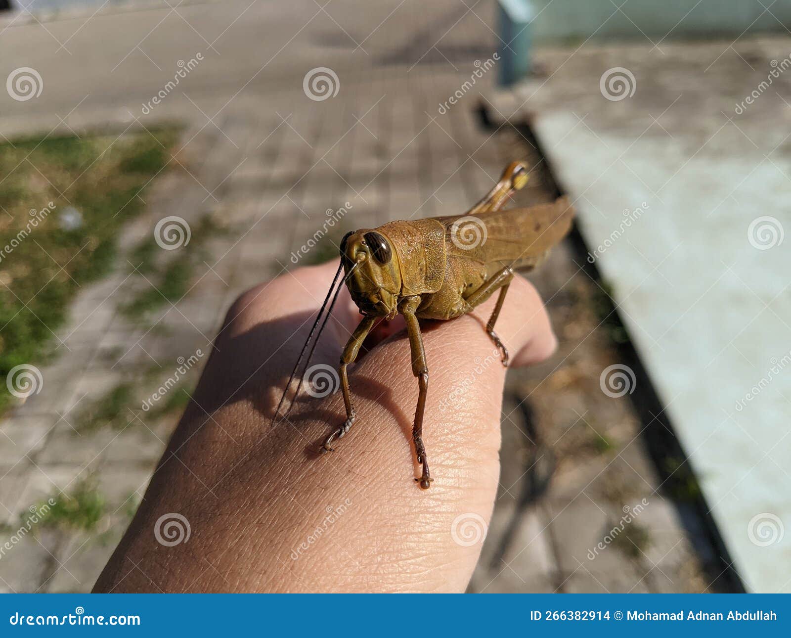 The Friendly Grasshopper Interacts with People in the Garden Stock ...