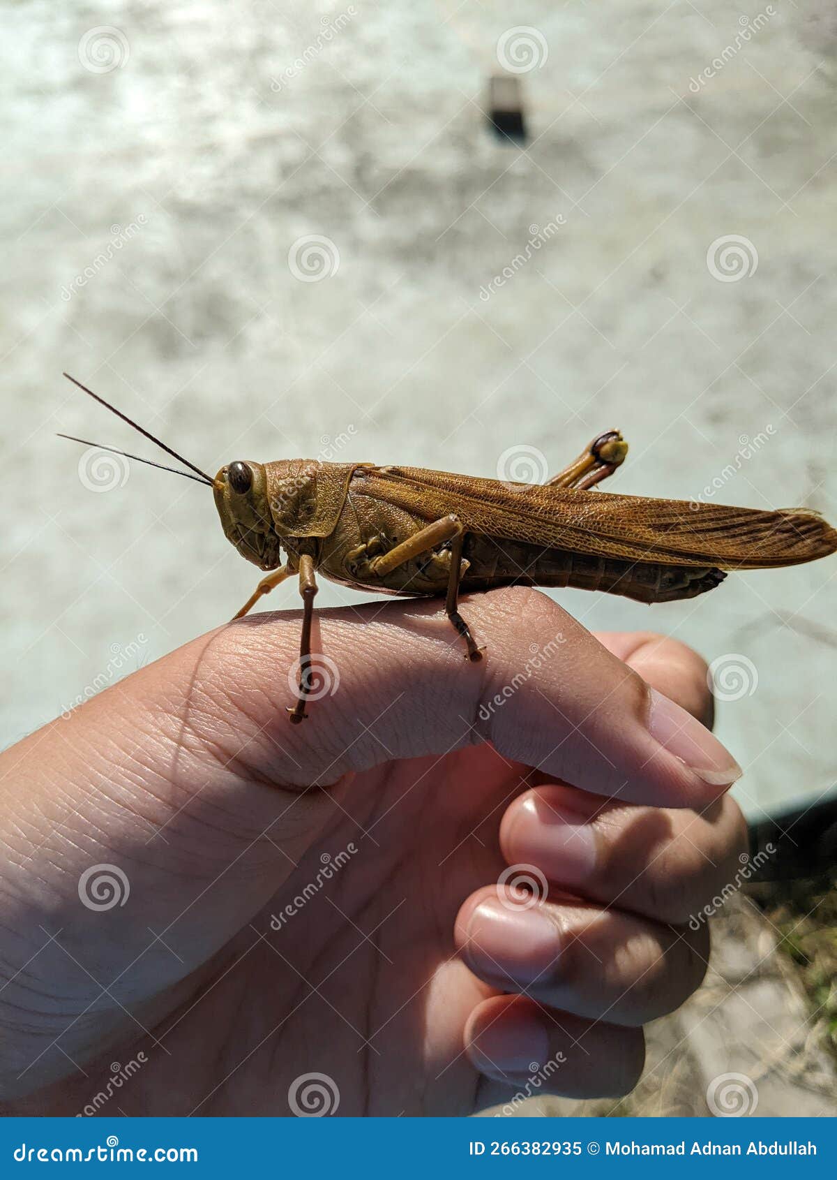 The Friendly Grasshopper Interacts with People in the Garden Stock ...