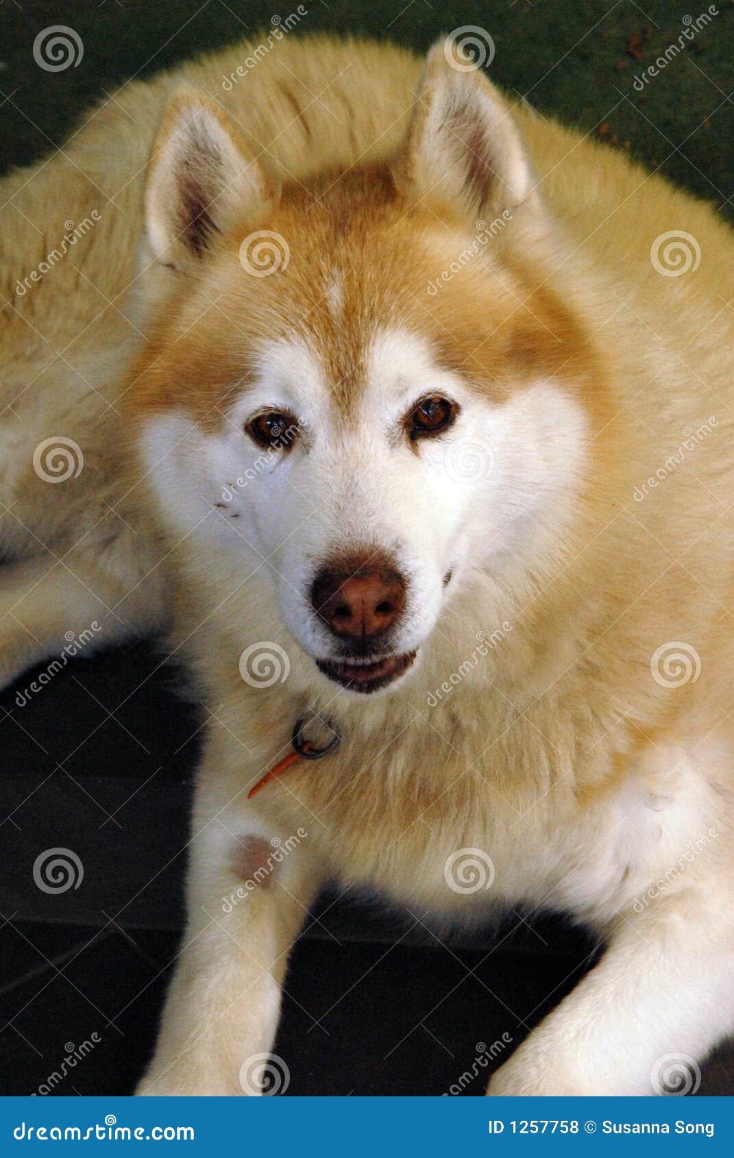 Friendly Husky Dog stock photo. Image of nature, outdoor - 1257758