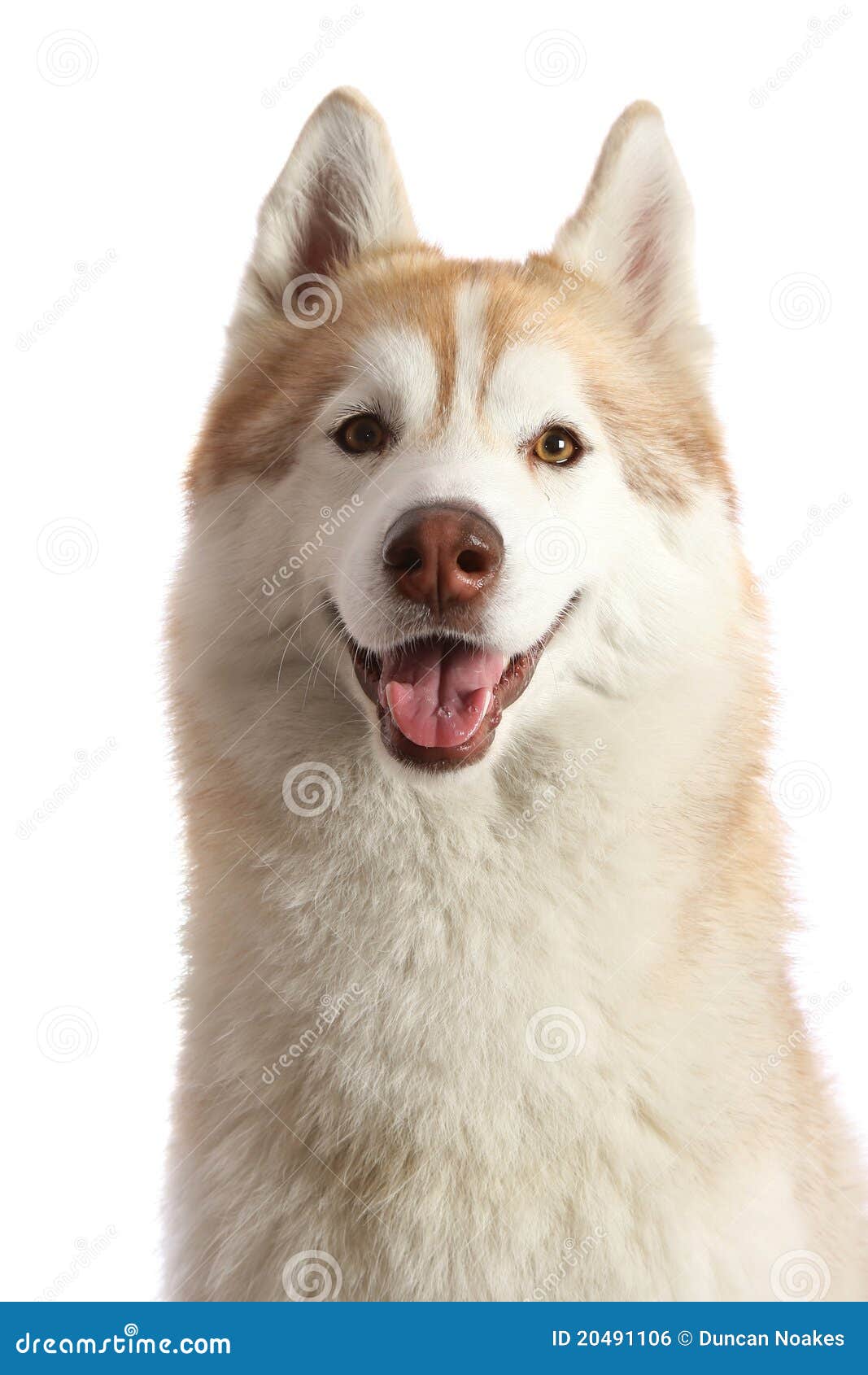 Friendly Husky Dog stock photo. Image of tongue, animal - 20491106