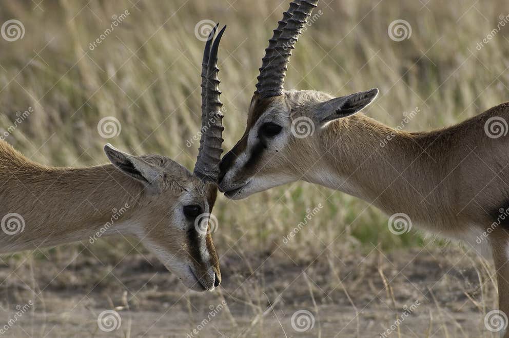 A friendly kiss stock photo. Image of travel, friends - 15813118