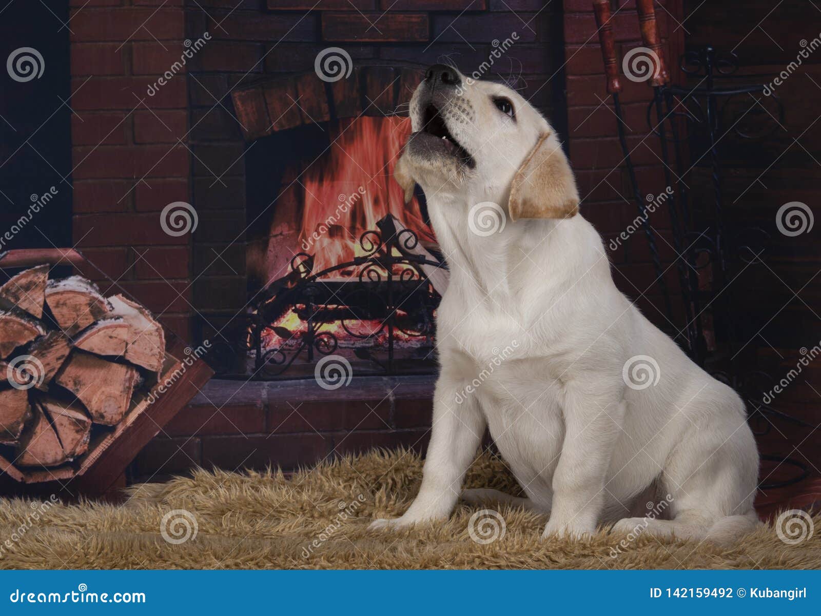 A Friendly Labrador in the Background of the Fireplace Stock Photo ...