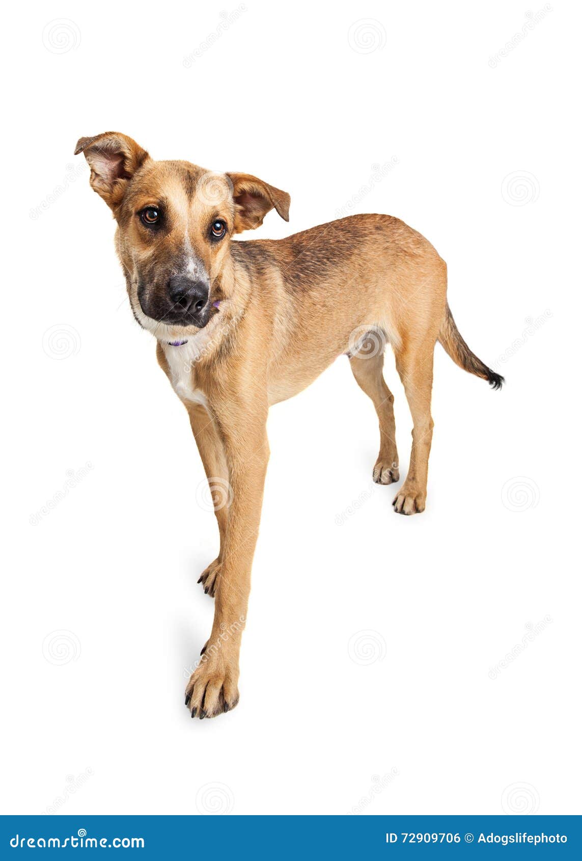 Friendly Large Mixed Breed Dog on White Stock Photo - Image of mongrel ...