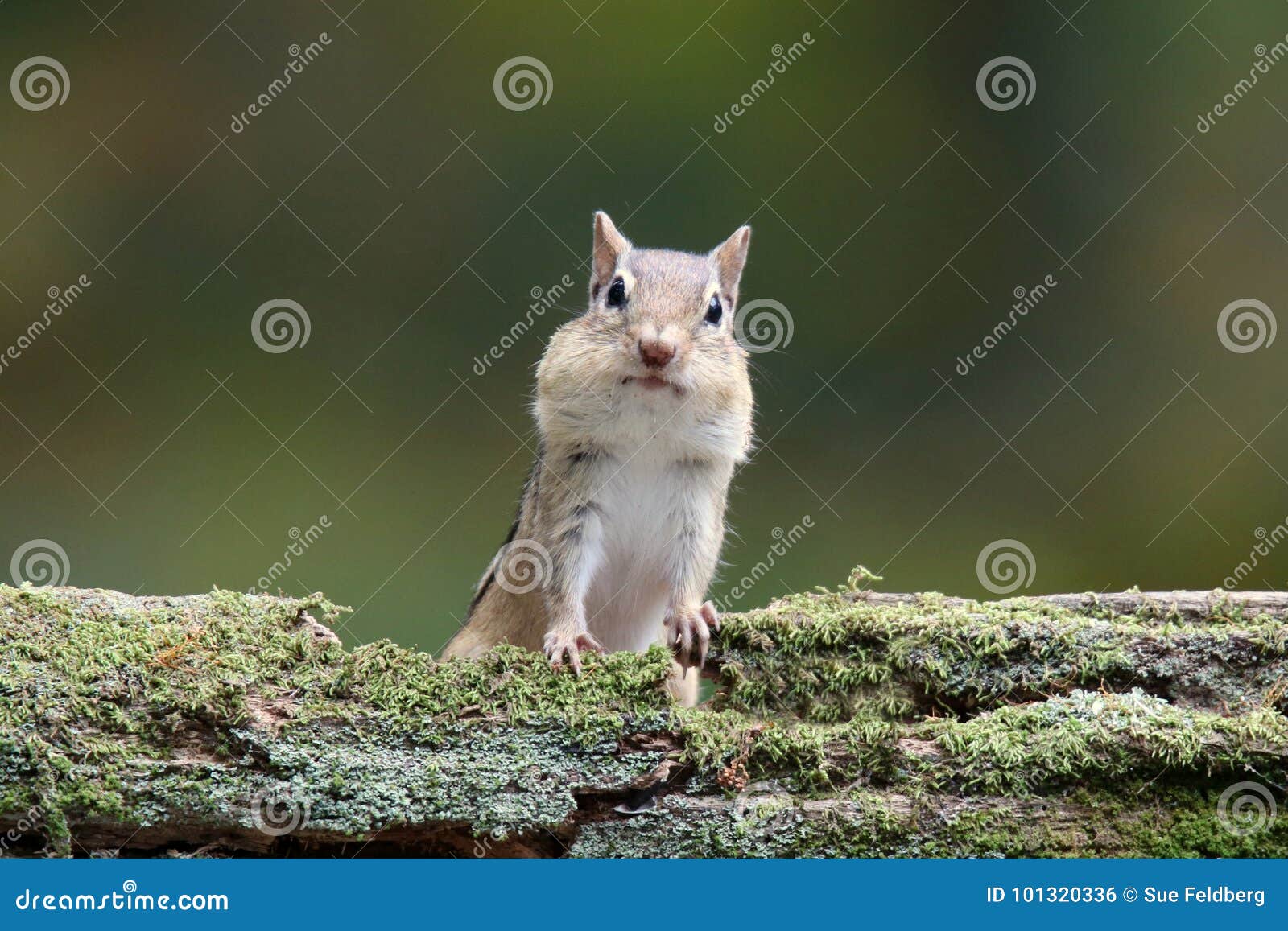 Friendly Little Fall Chipmunk Stock Photo - Image of striatus, brown ...
