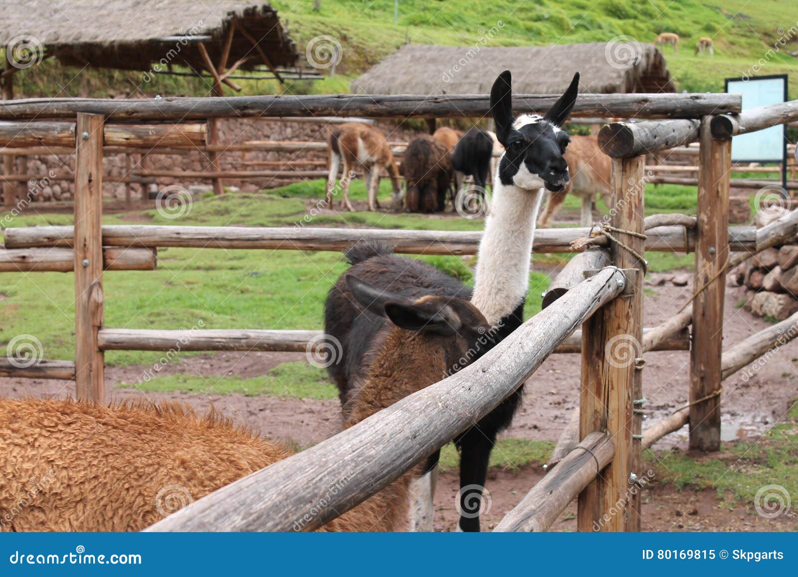Friendly Llamas in Peru stock image. Image of friendly - 80169815