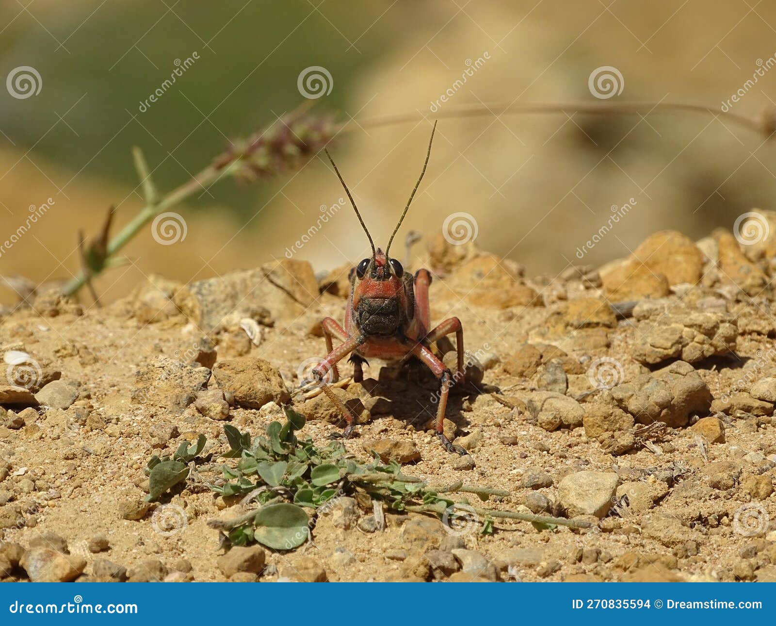 Friendly Grasshopper Looking into the Camera Stock Photo - Image of ...