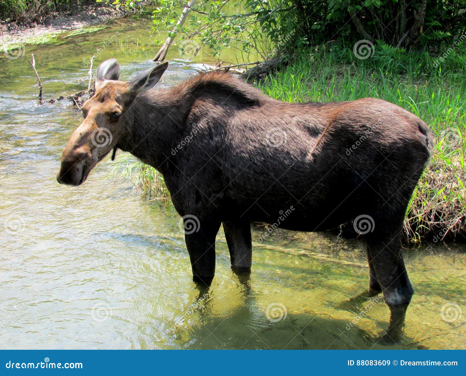 Friendly Moose stock image. Image of animals, water, forest - 88083609