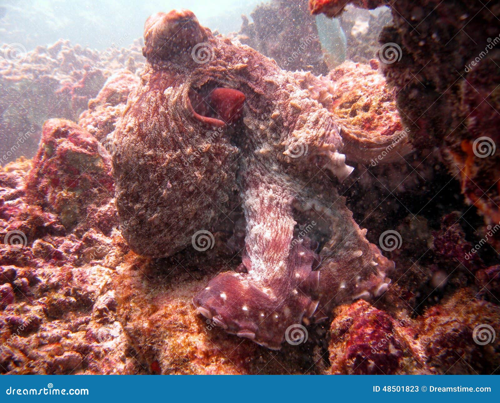 Friendly Octopus stock image. Image of friendly, gedsc - 48501823
