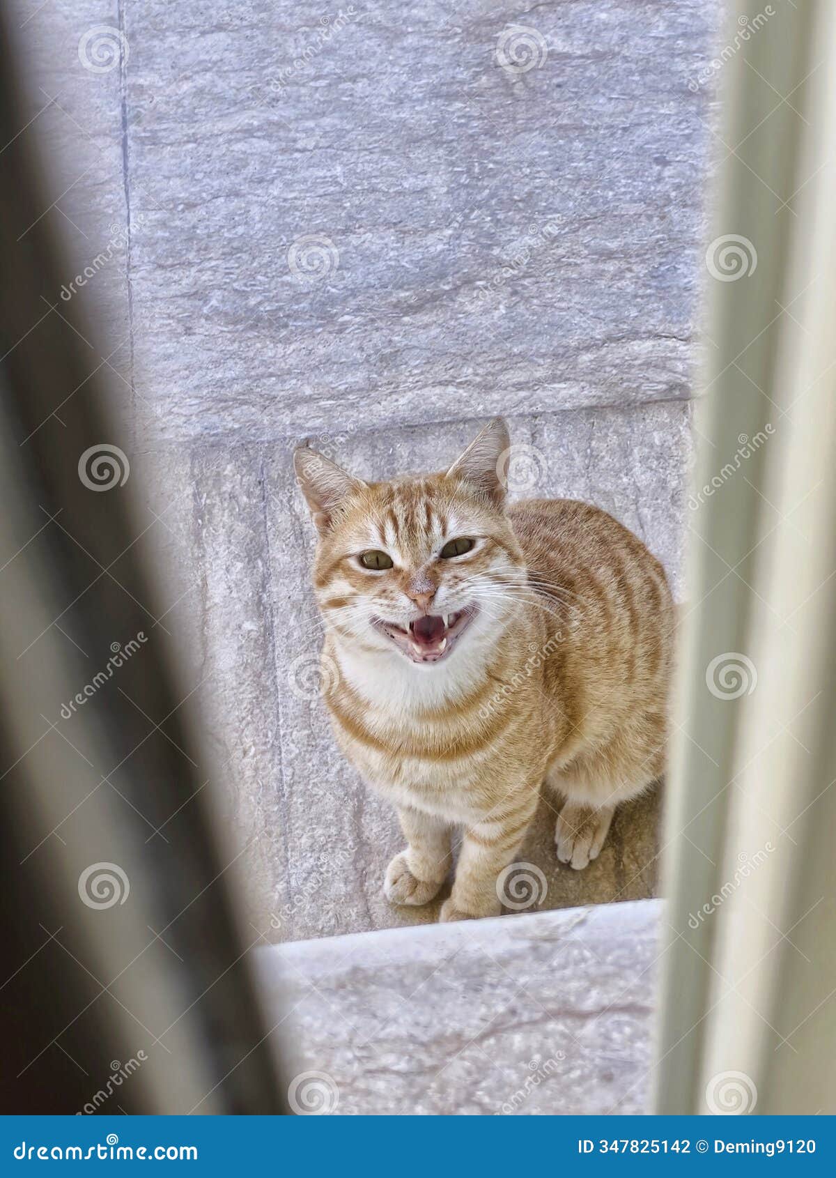 Friendly Orange Tabby Mau Cat Meowing for Food Stock Photo - Image of ...