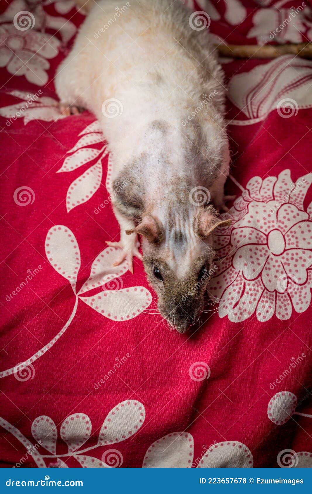Hairless Rat on Bed stock photo. Image of norvegicus - 223657678