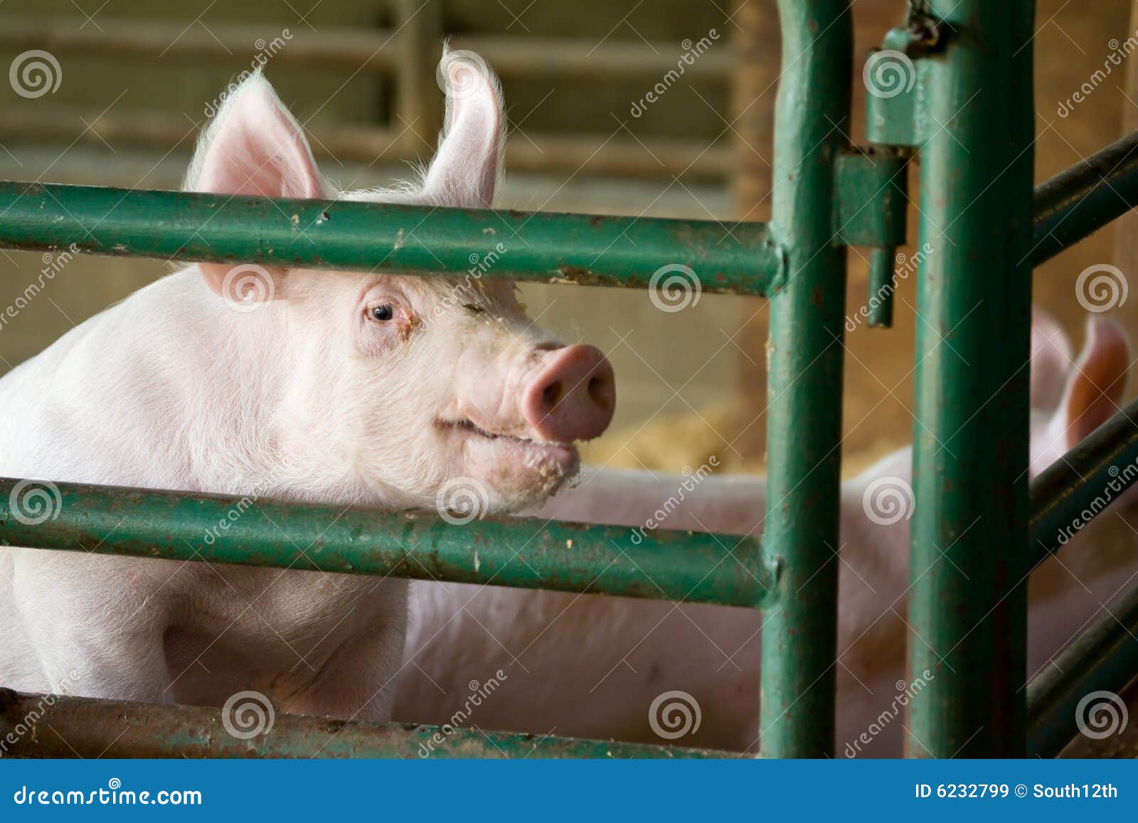 Friendly Pig stock image. Image of pigs, metal, small - 6232799