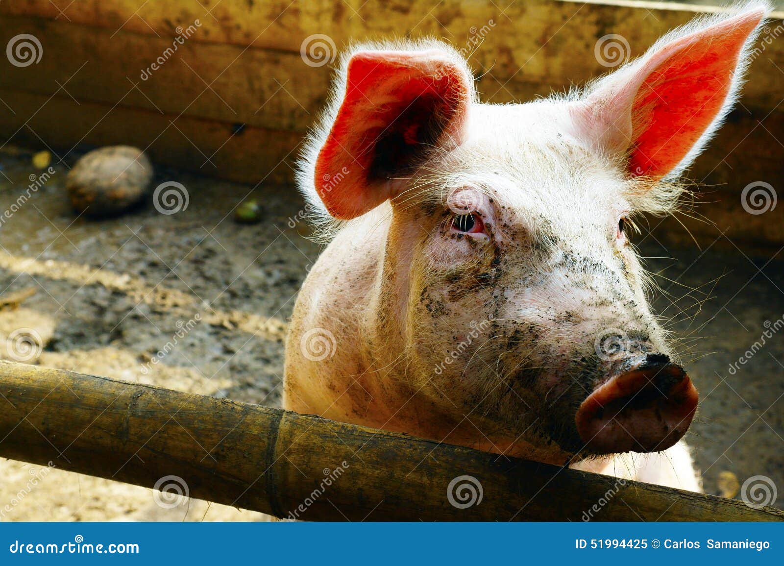 Friendly Pig Colorful and Beautiful Stock Image - Image of colorful ...