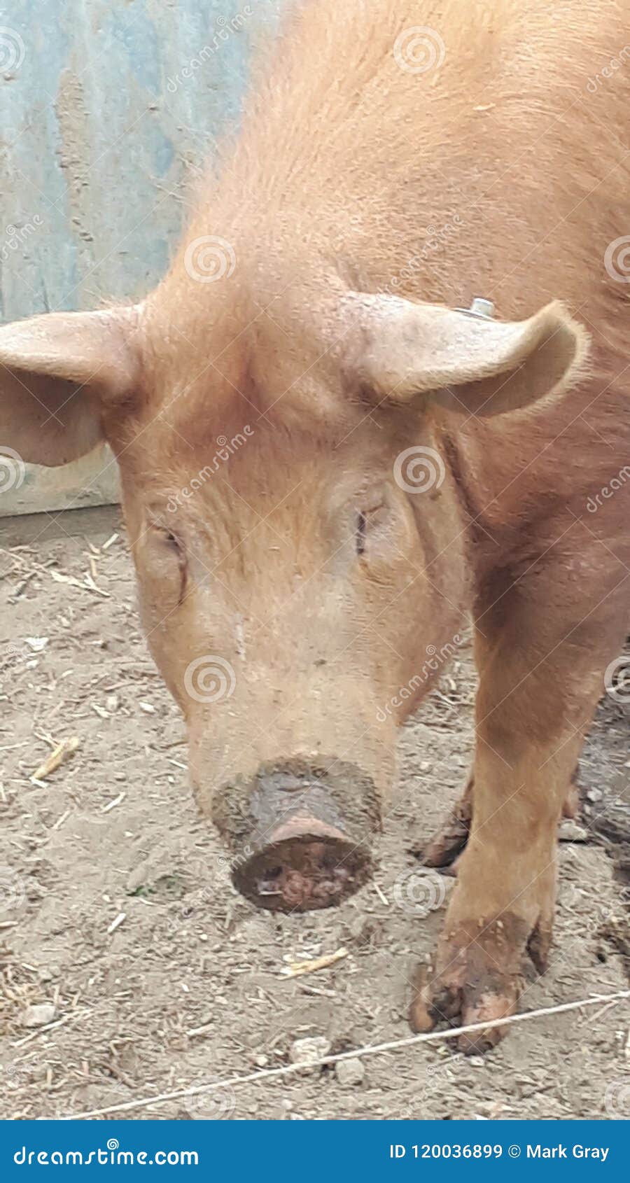 Friendly Pig stock image. Image of farm, animal, oink - 120036899
