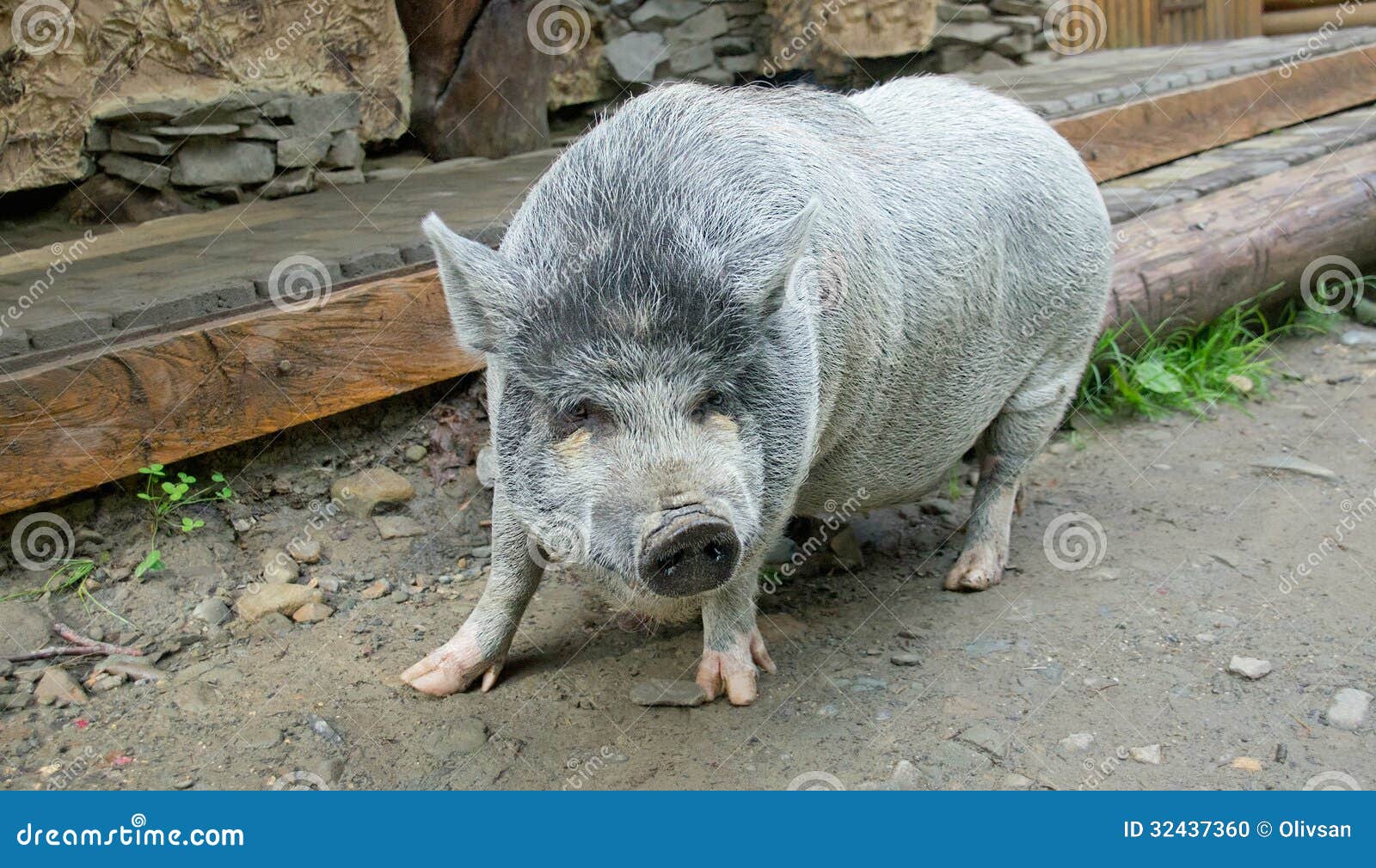 Friendly Pig on a Farmstead Stock Photo - Image of cute, locations ...