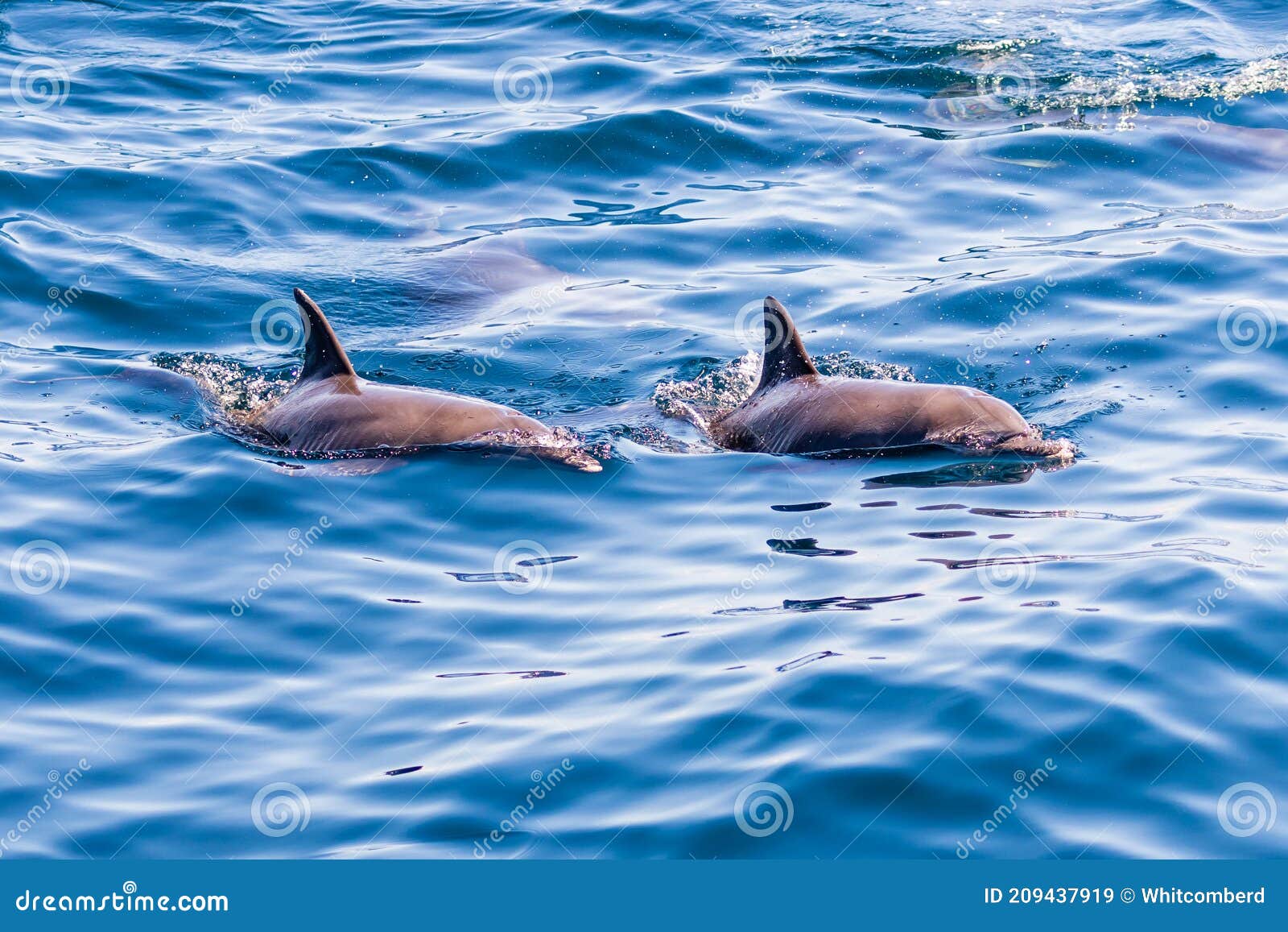 Friendly Pod of Common Dolphins on the Surface of a Tropical Ocean ...