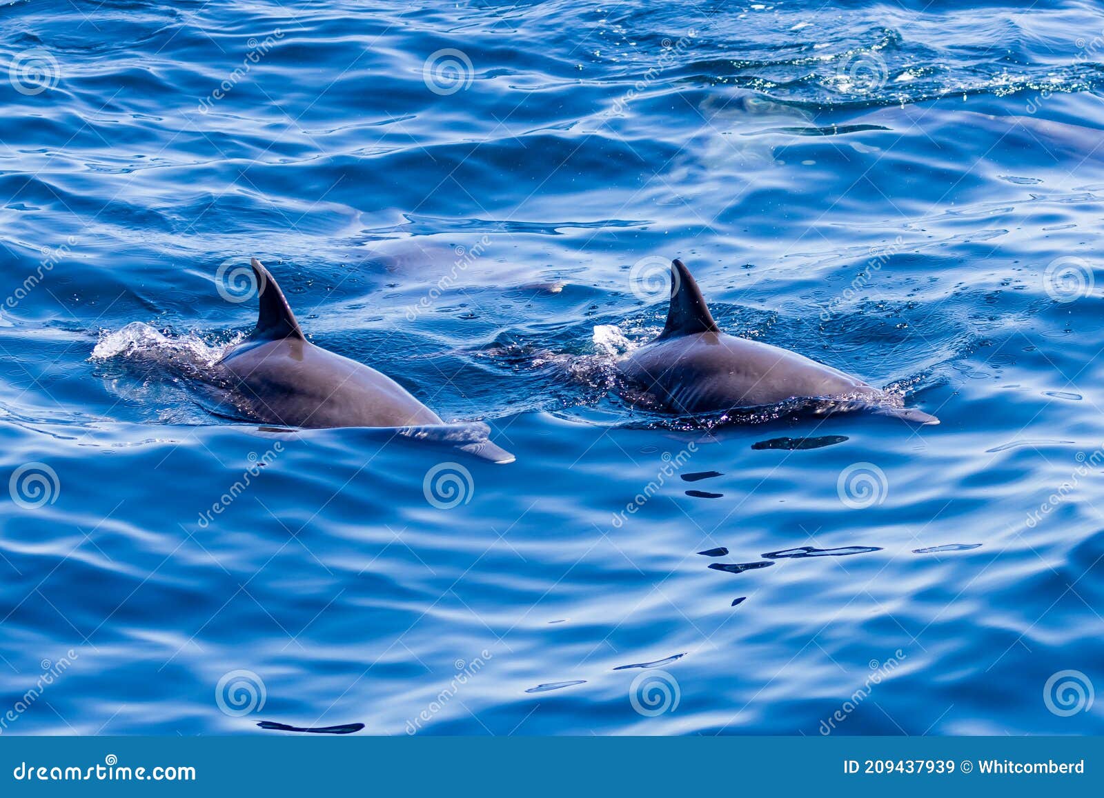 Friendly Pod of Common Dolphins on the Surface of a Tropical Ocean ...