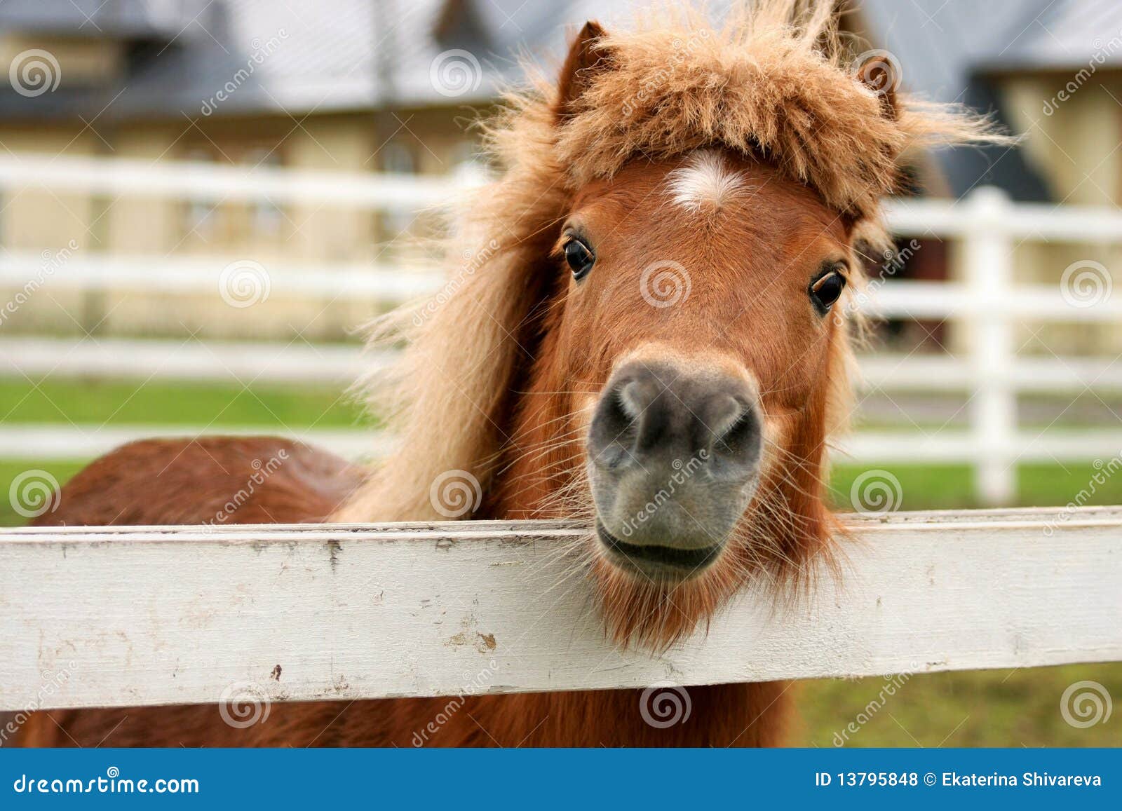 Friendly pony stock photo. Image of closeup, country - 13795848