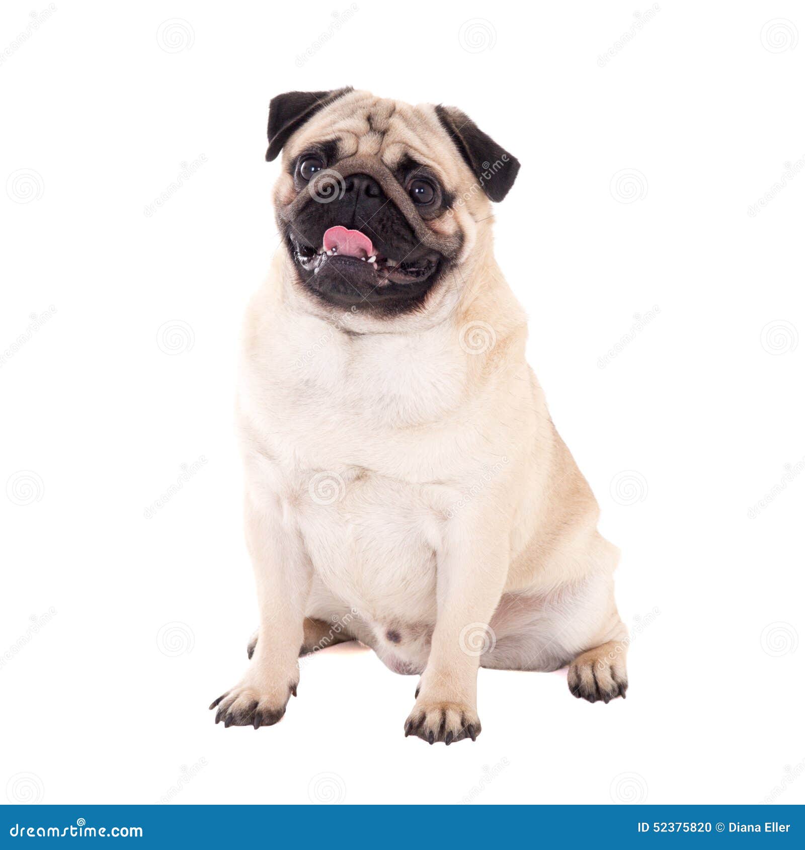 Friendly Pug Dog Sitting Isolated on White Stock Photo - Image of brown ...