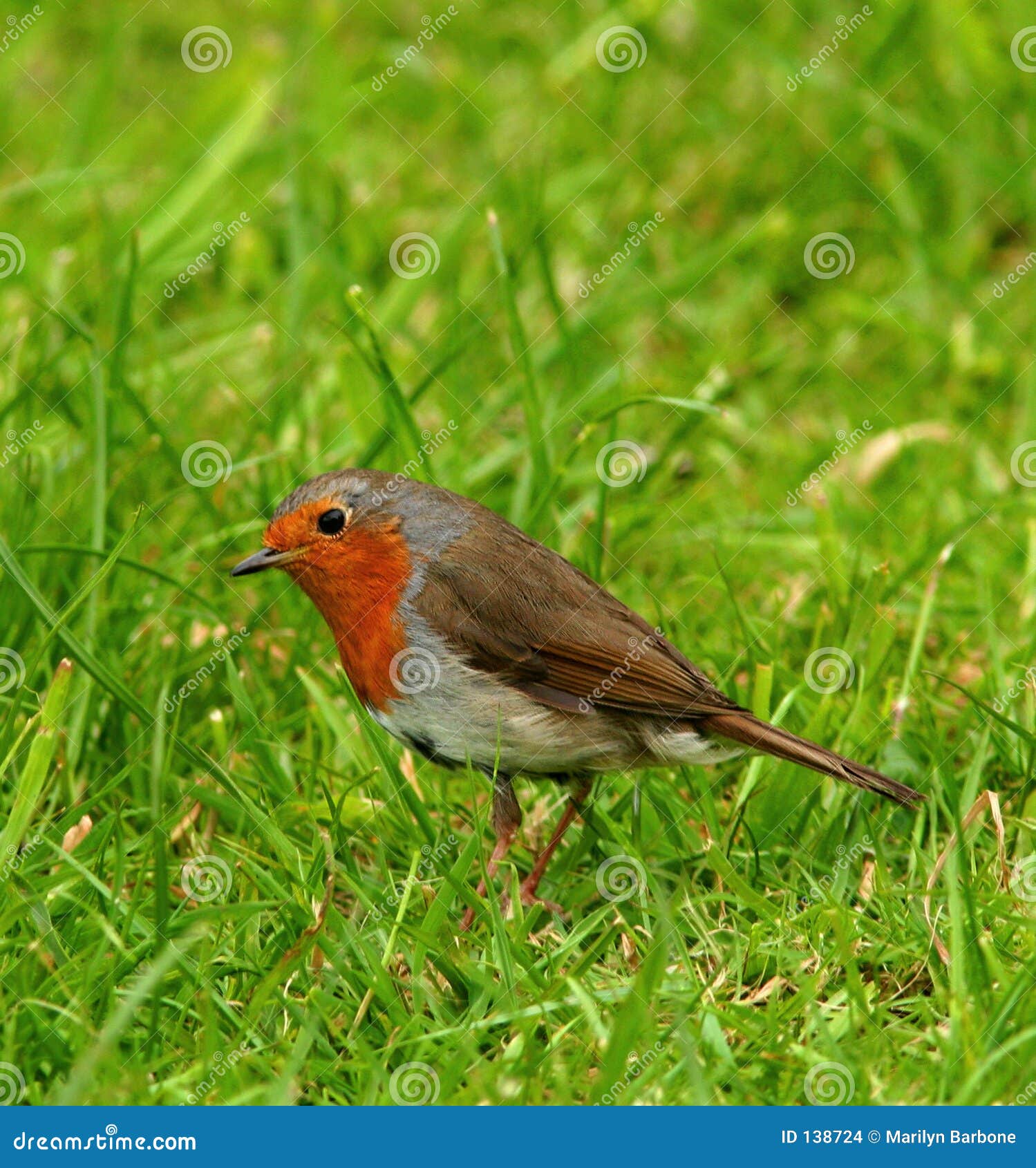 Friendly Robin stock photo. Image of friend, solitary, beauty - 138724