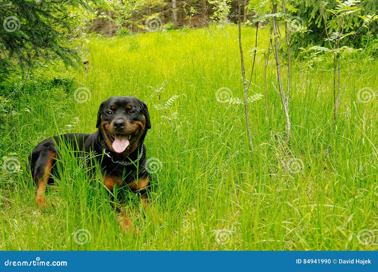 Friendly Rottweiler Giving a Broad Smile Stock Photo - Image of animal ...