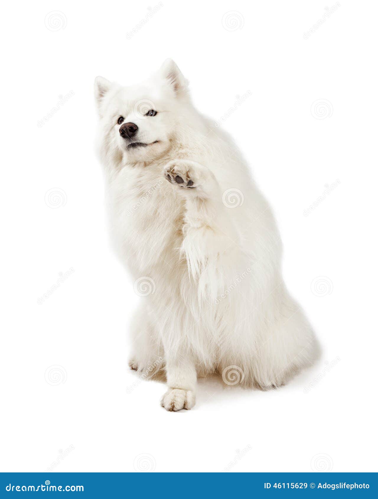 Friendly Samoyed Dog Shaking Paw Stock Image - Image of animal, indoors ...