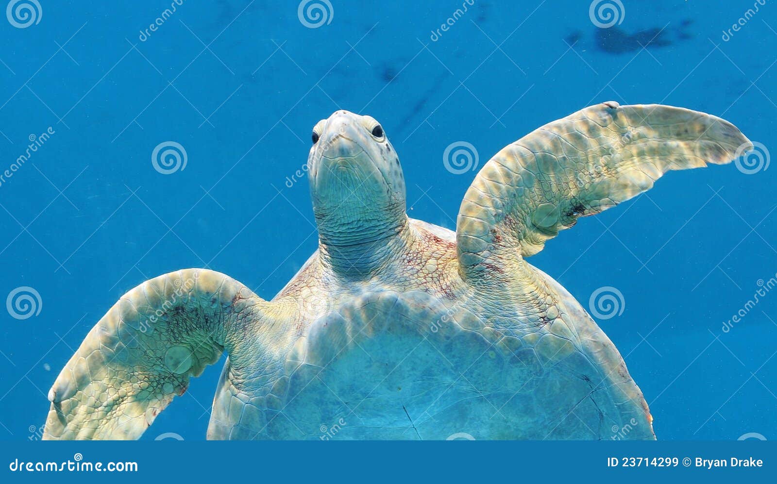 Friendly Sea Turtle 2 stock image. Image of head, turtle - 23714299