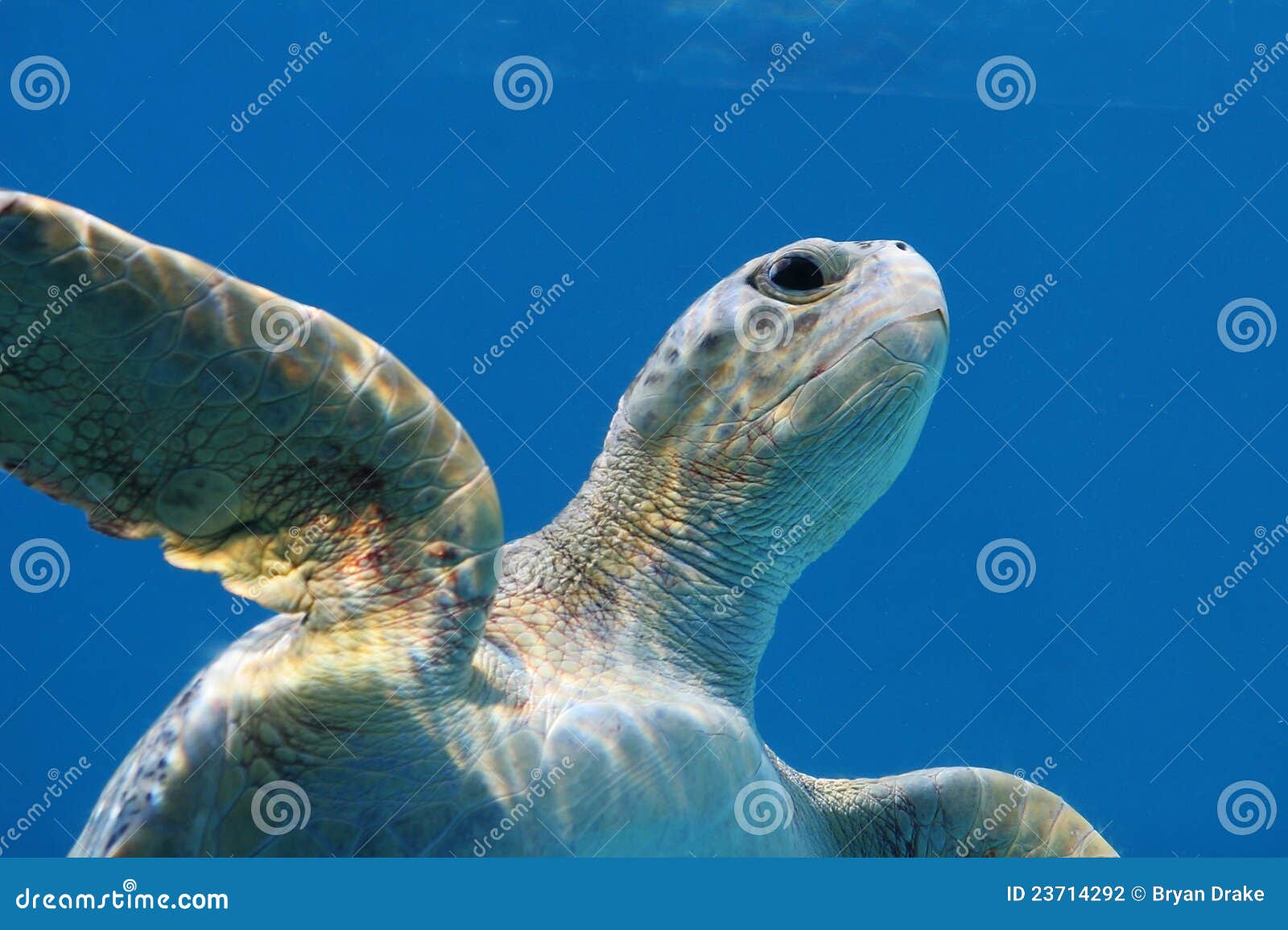 Friendly Sea Turtle stock photo. Image of ocean, blue - 23714292