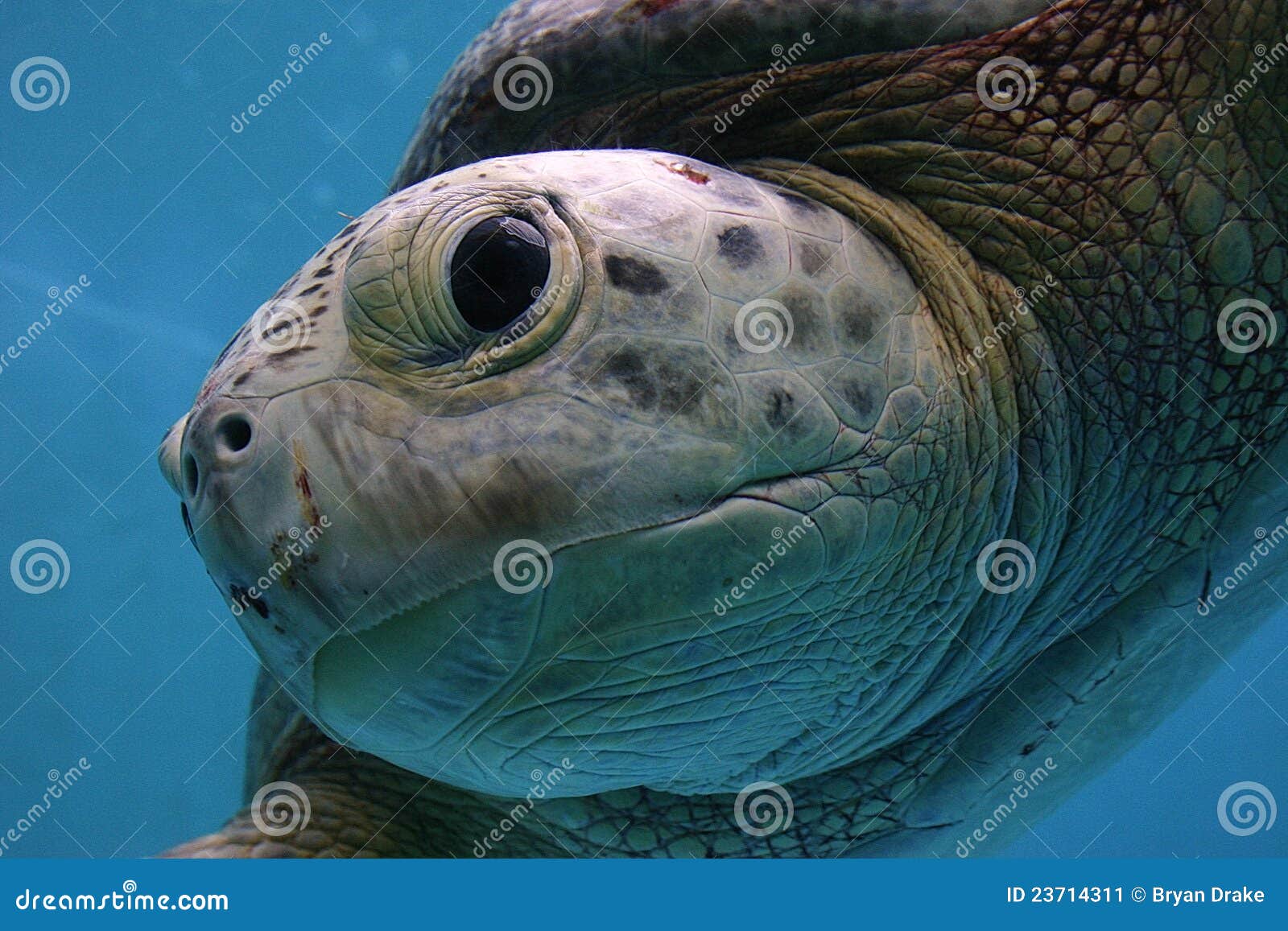 Friendly Sea Turtle 3 stock image. Image of ocean, friendly - 23714311