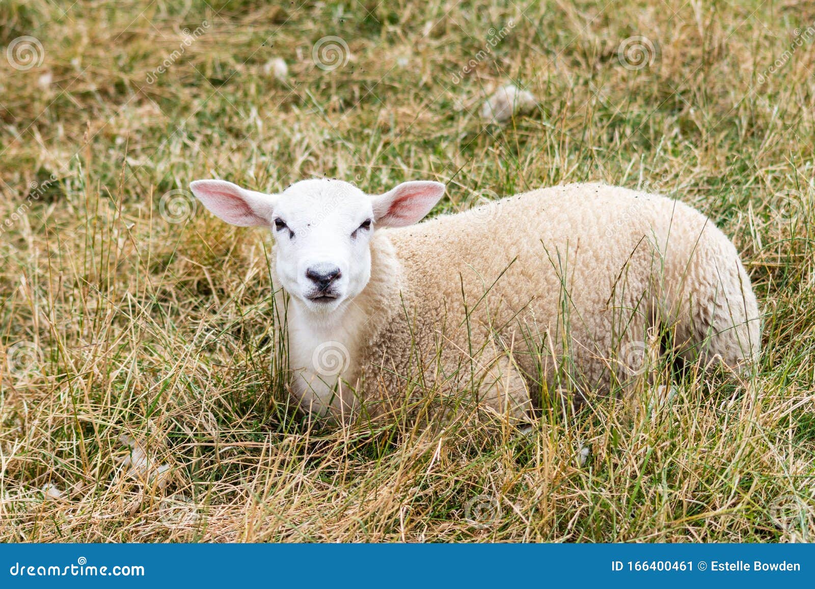 Friendly sheep led down stock image. Image of meadow - 166400461