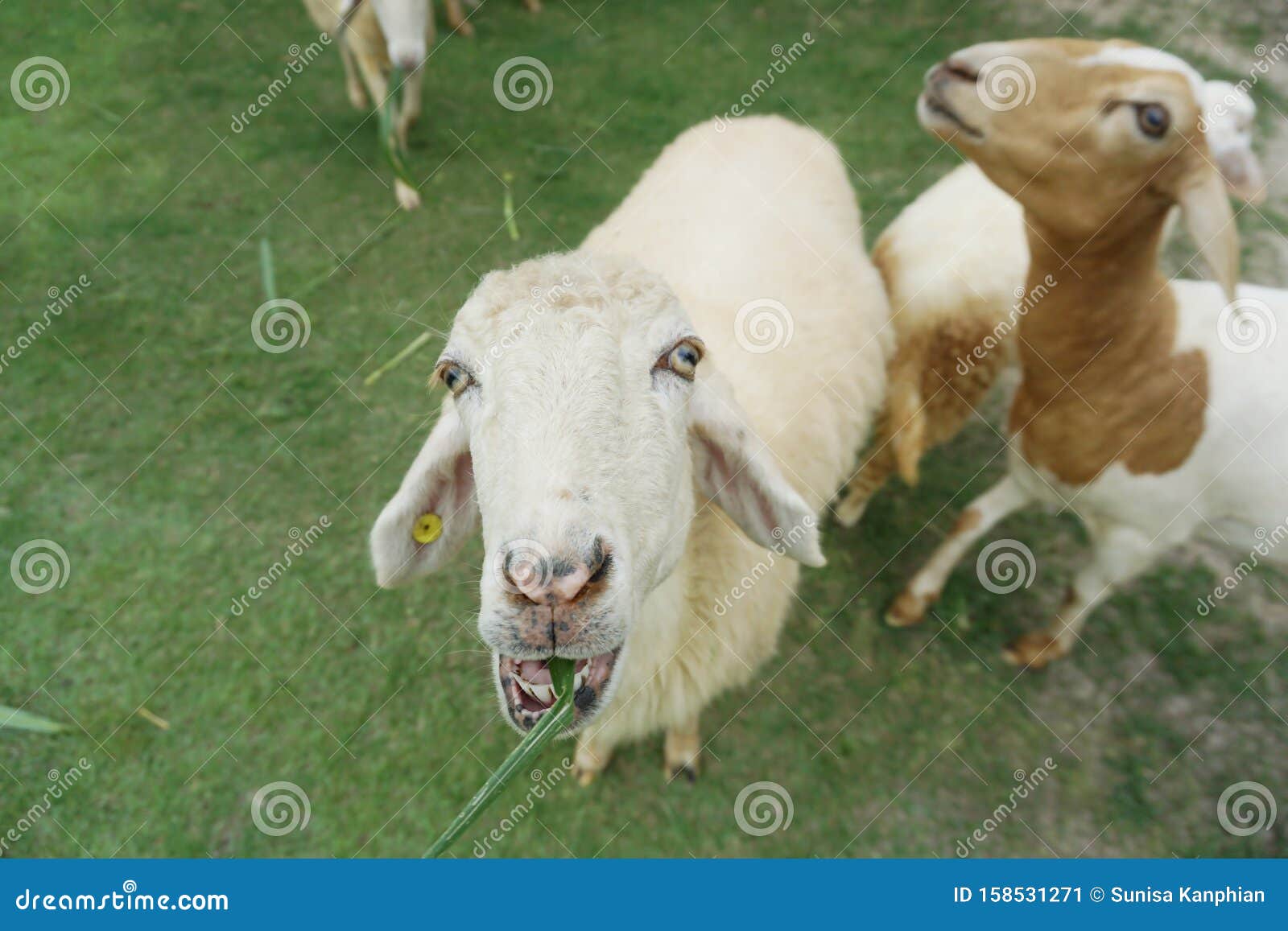 Hungry Sheeps Stock Photography | CartoonDealer.com #180007862