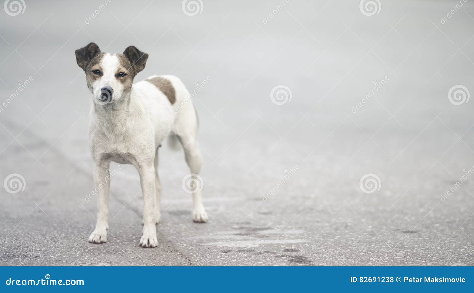 Friendly Small Stray Dog on the Street Stock Photo - Image of doggy ...