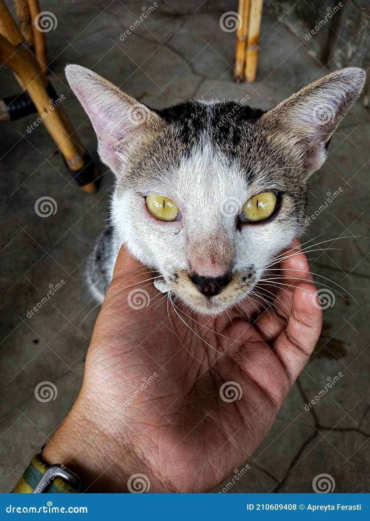 Friendly stray cat stock photo. Image of stray, friendly - 210609408