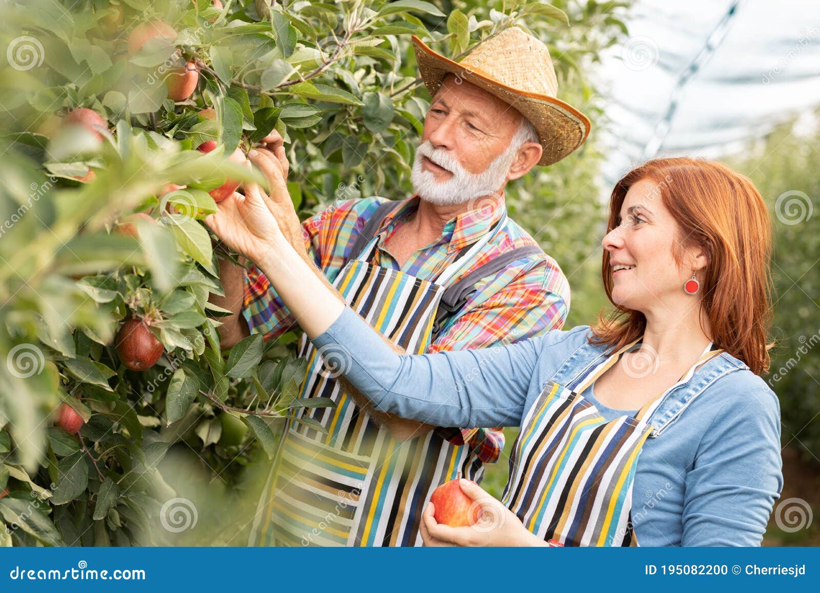 Friendly Team Harvesting Fresh Fruit from the Orchard Stock Photo ...