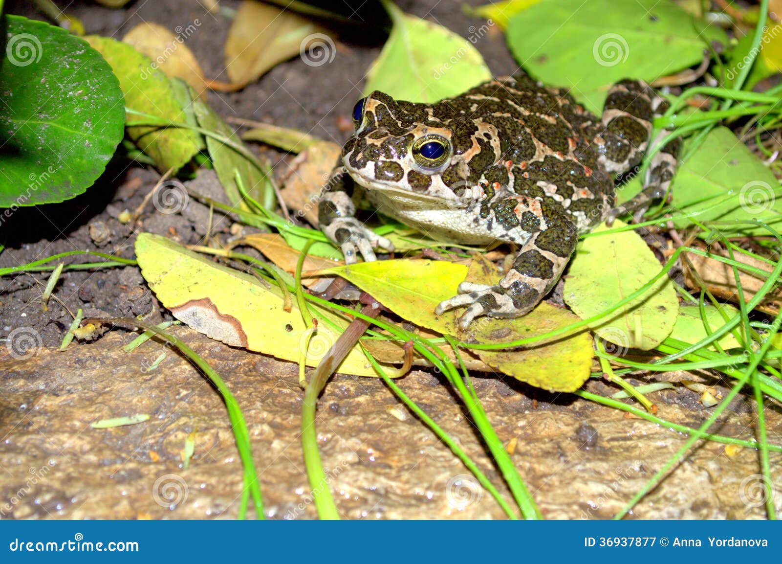 Friendly Toad among the Leaves Stock Image - Image of glossy, bulging ...