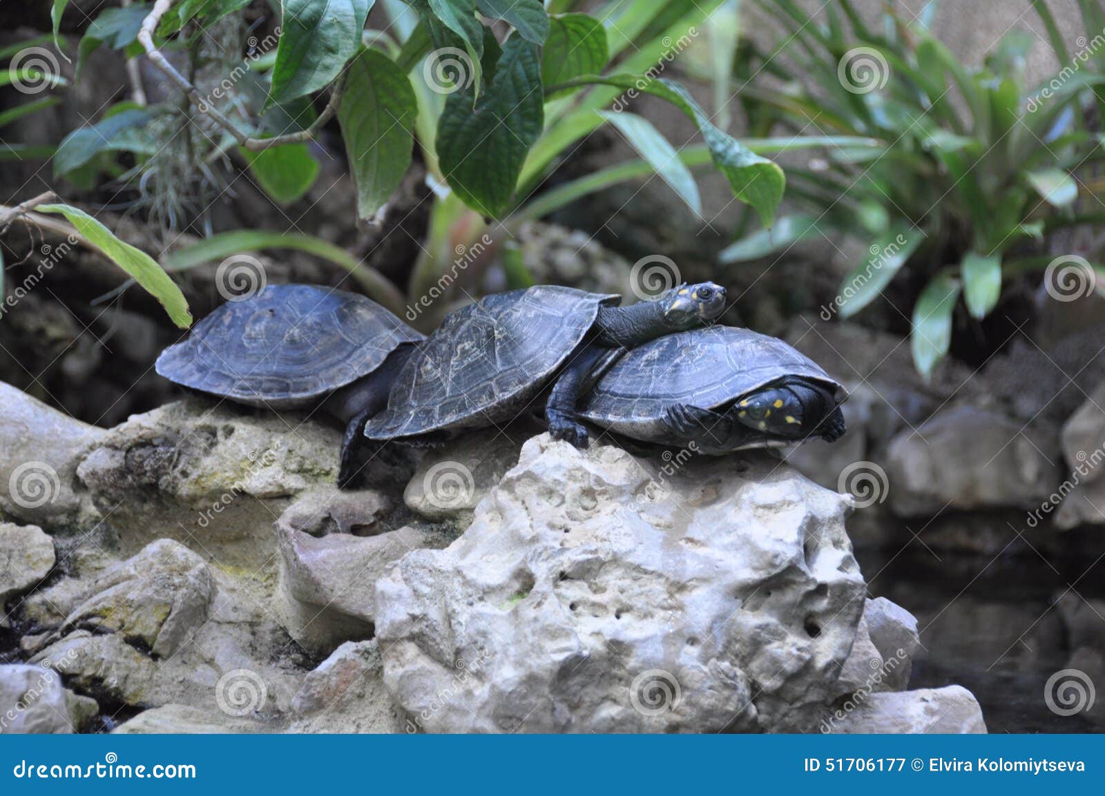 Friendly turtle family stock image. Image of animal, shells - 51706177