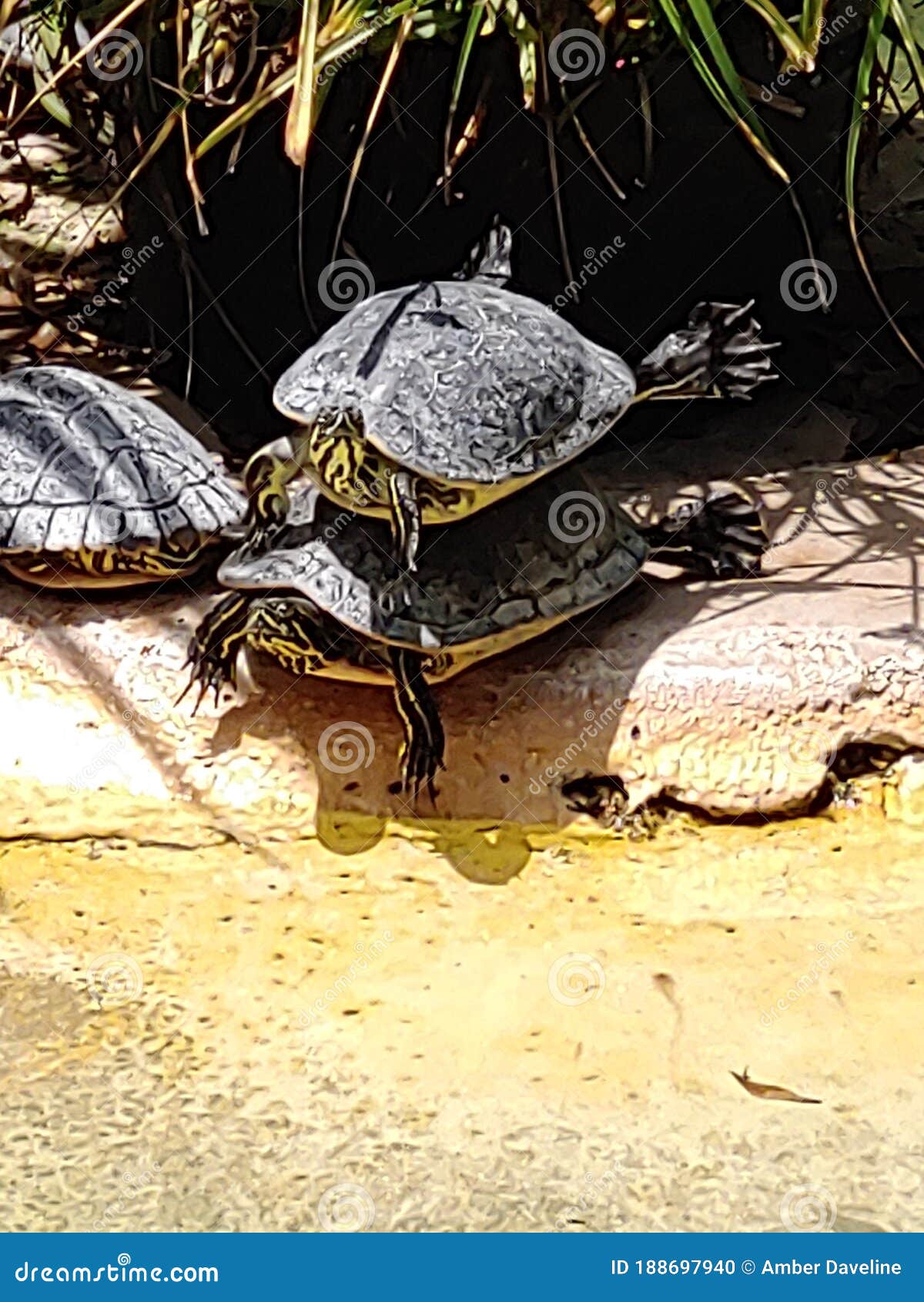 Friendly Turtle Sunning stock photo. Image of animal - 188697940