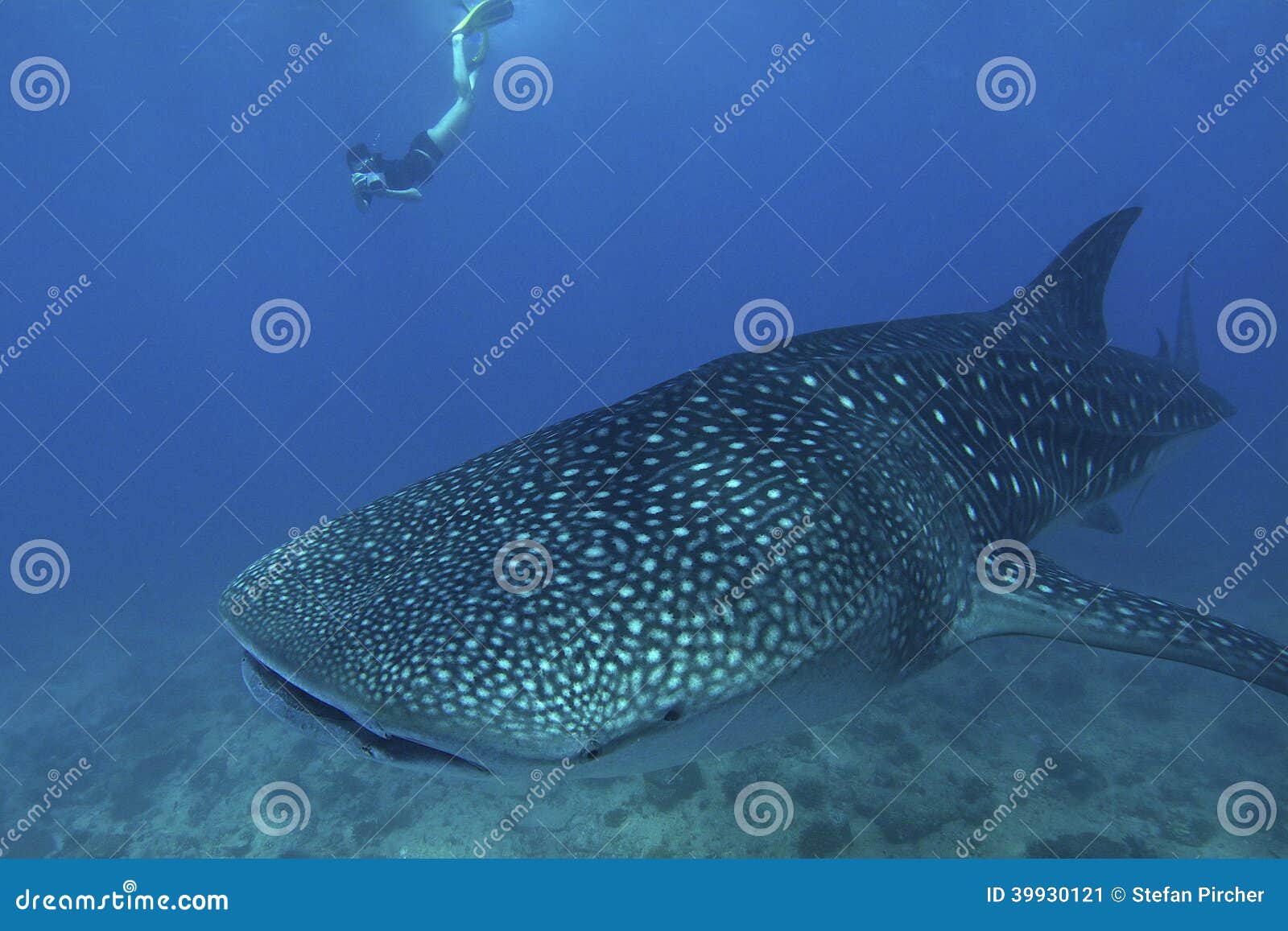 Friendly whale shark stock image. Image of whale, boat - 39930121