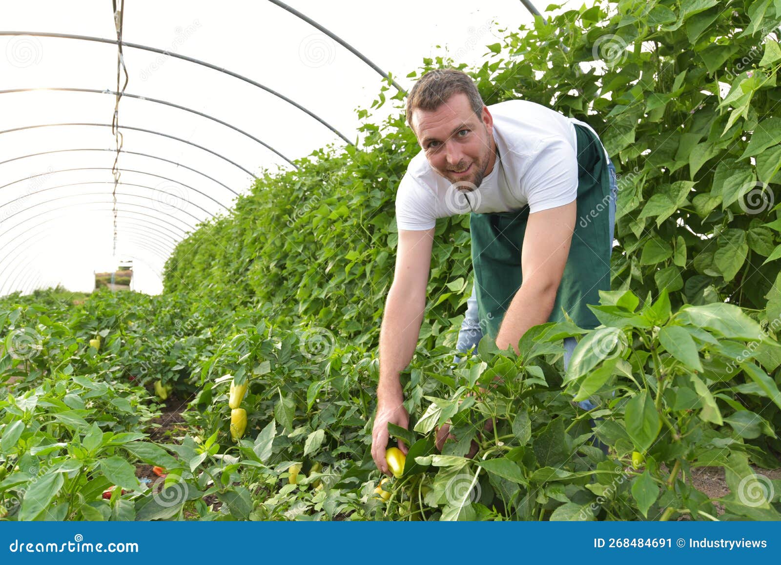 Friendly Worker in the Greenhouse Growing and Harvesting Vegetables in ...