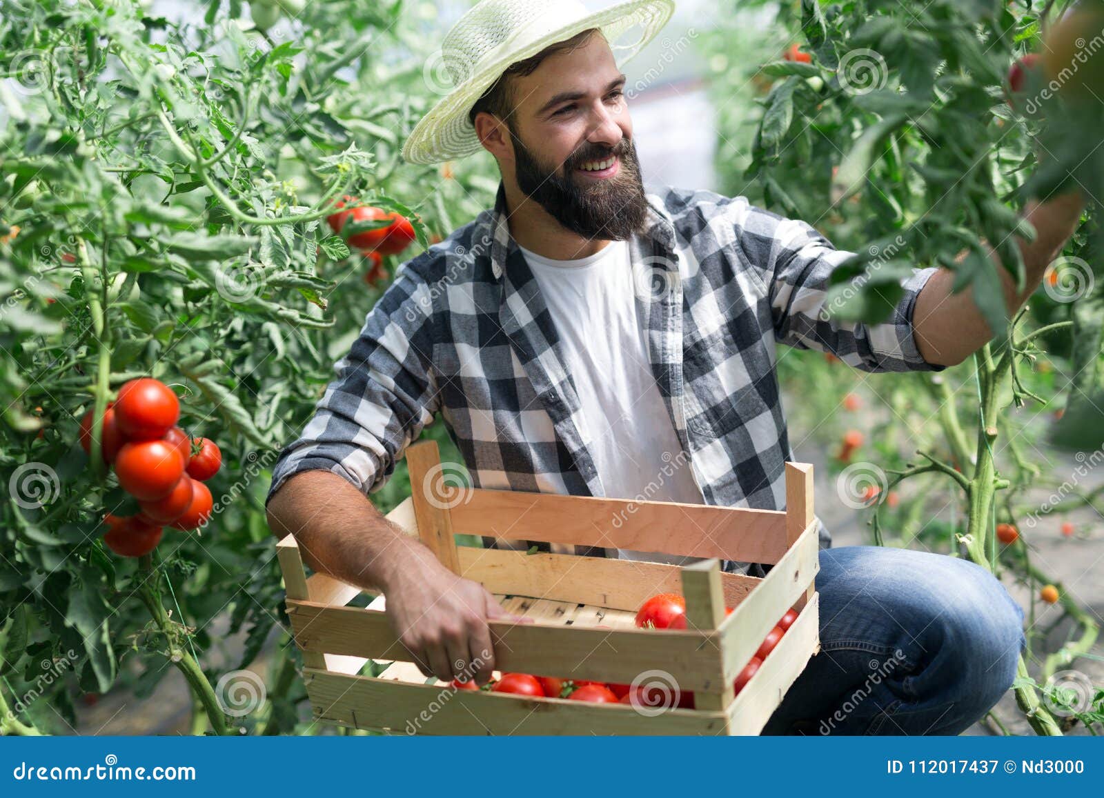 Friendly Farmer at Work in Greenhouse Stock Image - Image of growth ...