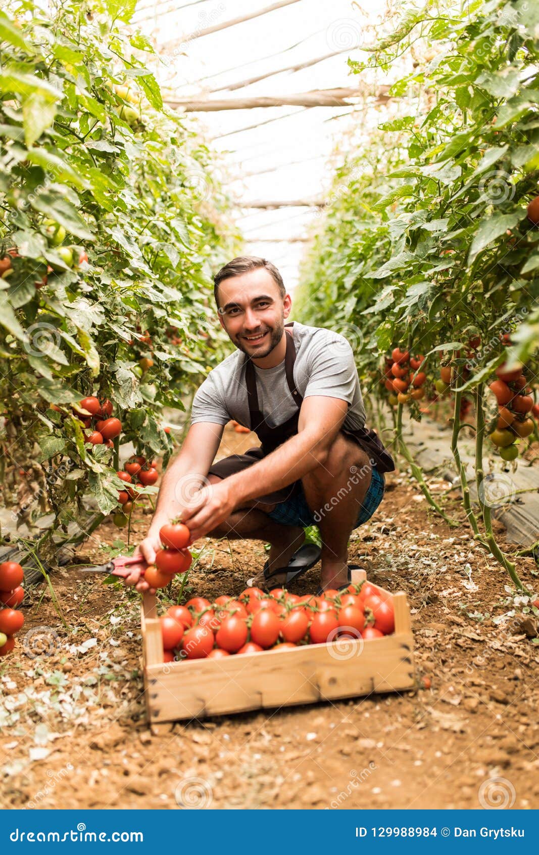 Friendly Young Handsome Man Farmer at Work in Tomatoes Greenhouse Stock ...