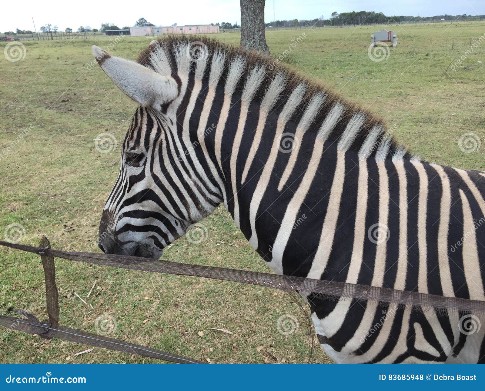 Friendly zebra stock photo. Image of zebra, fencing, south - 83685948