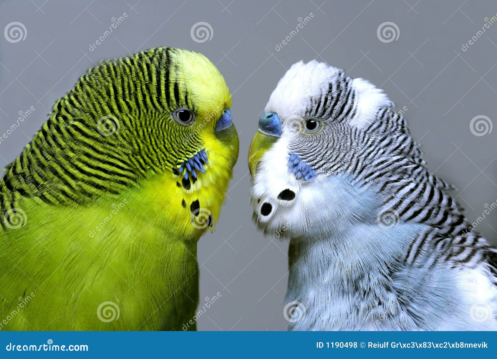 Friends stock photo. Image of togheter, feather, micro - 1190498