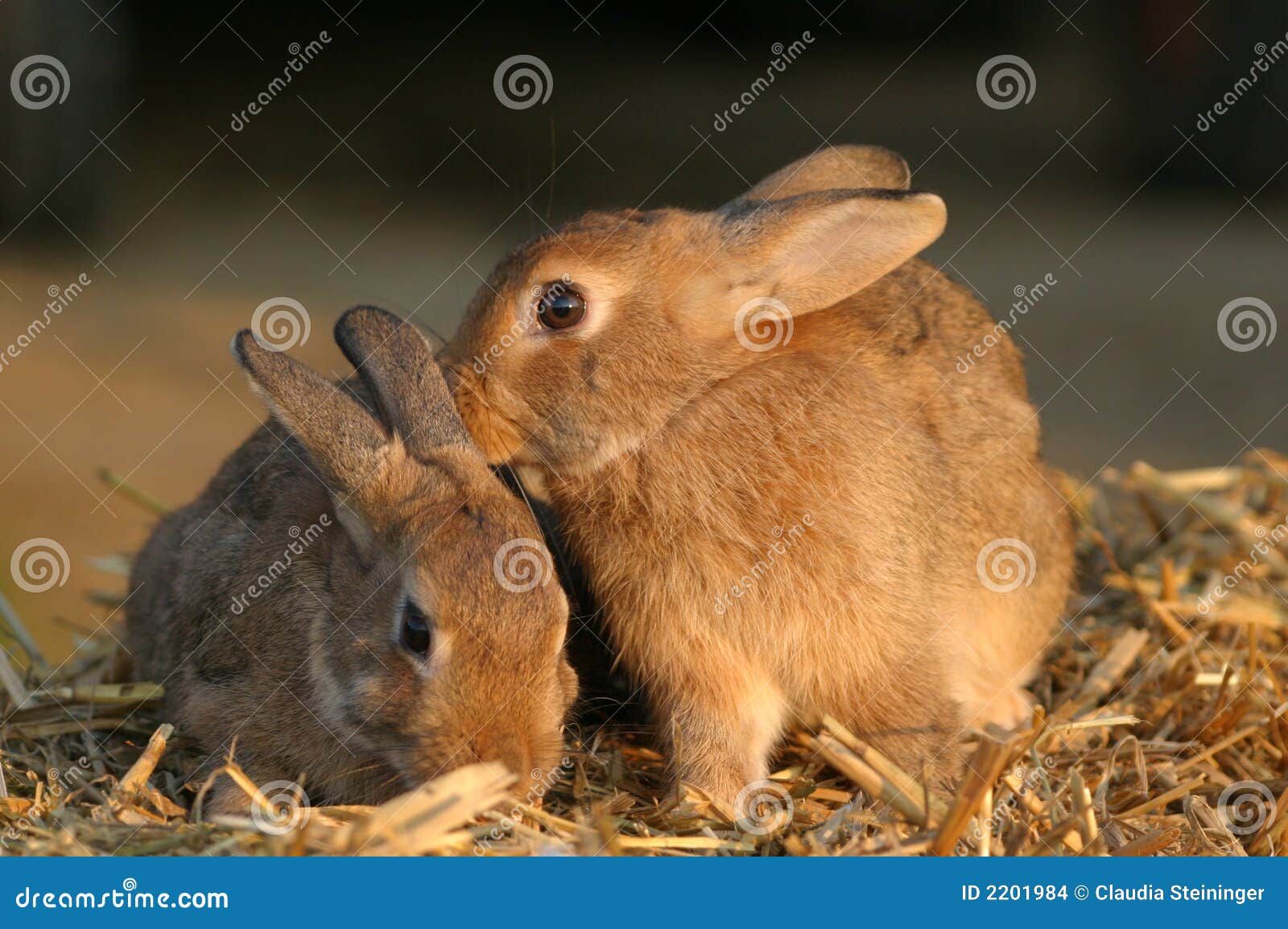 Friends stock photo. Image of beauty, bunny, farm, brown - 2201984