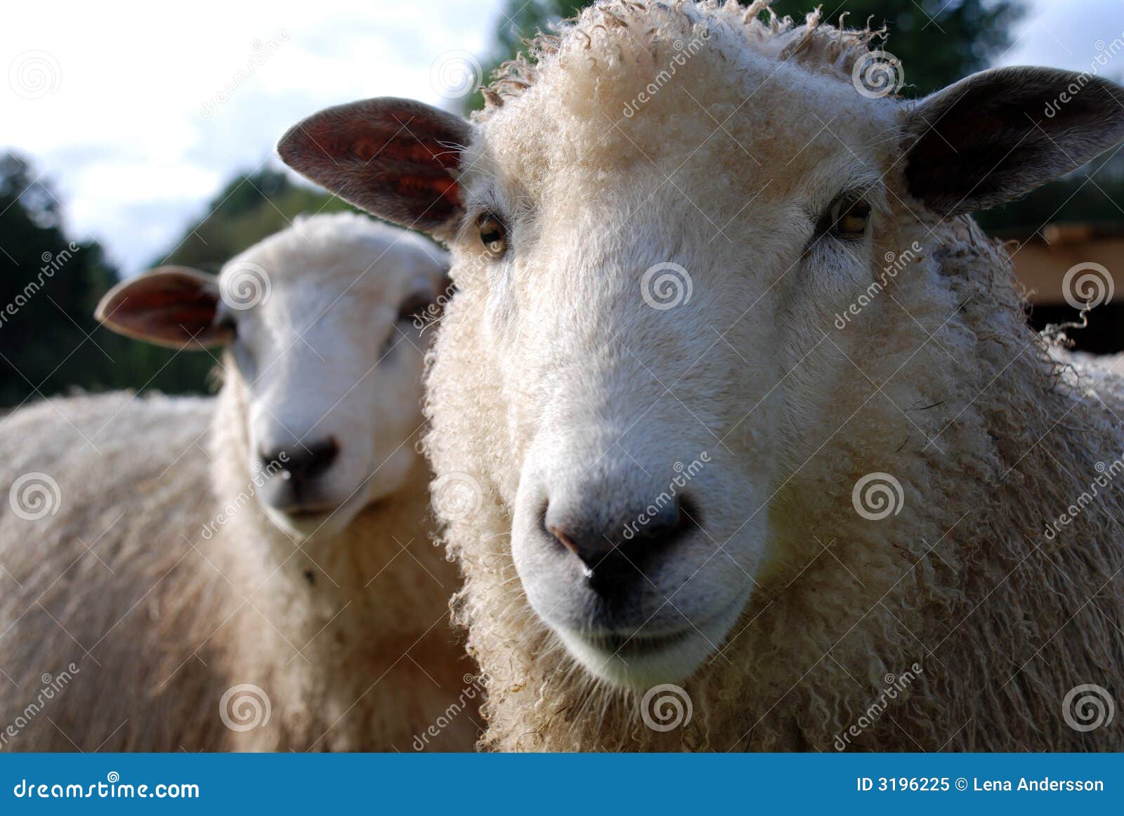 Friends stock image. Image of qute, sheep, domestic, cattle - 3196225
