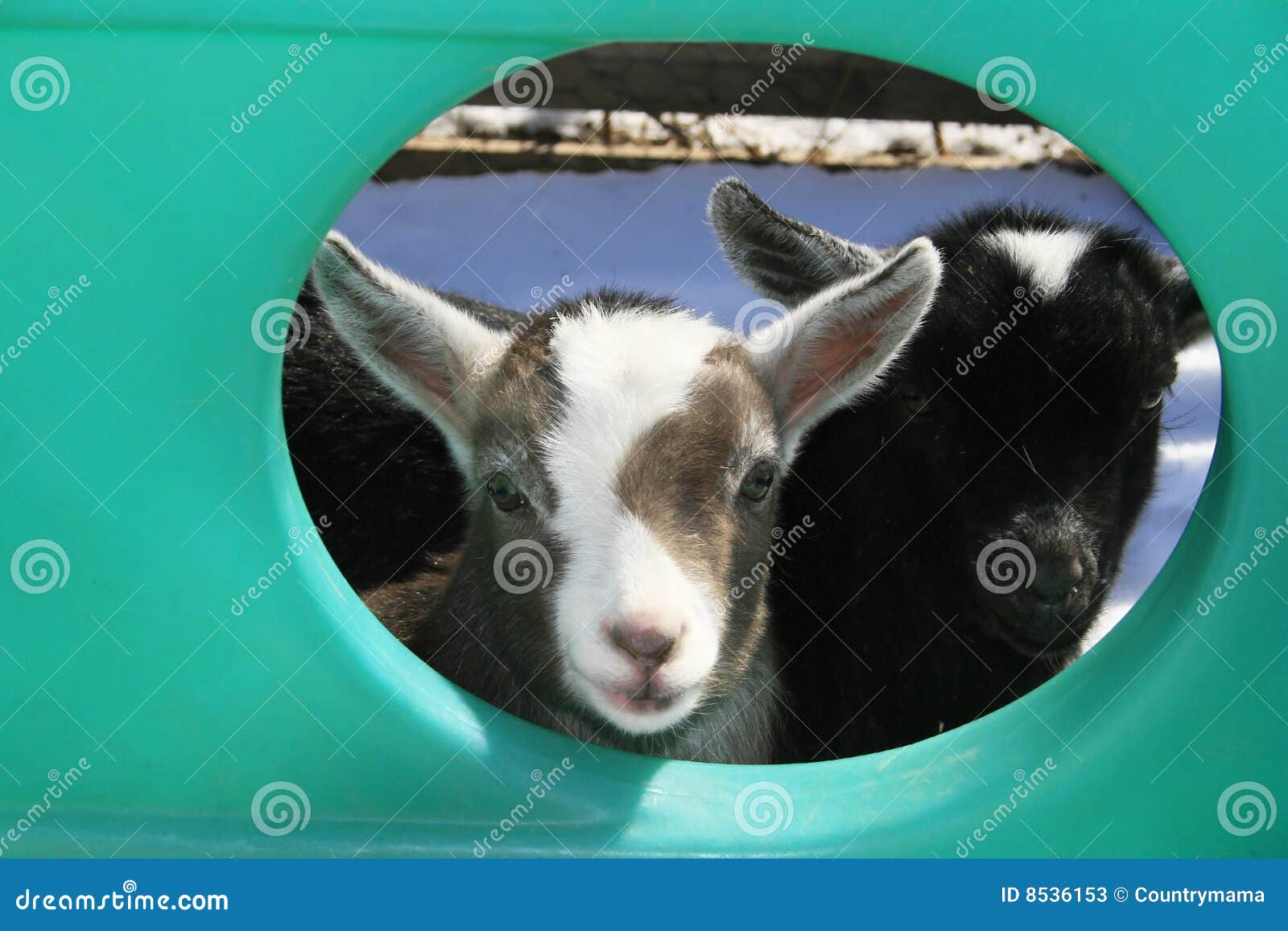 Friends stock image. Image of watching, cuddly, goats - 8536153