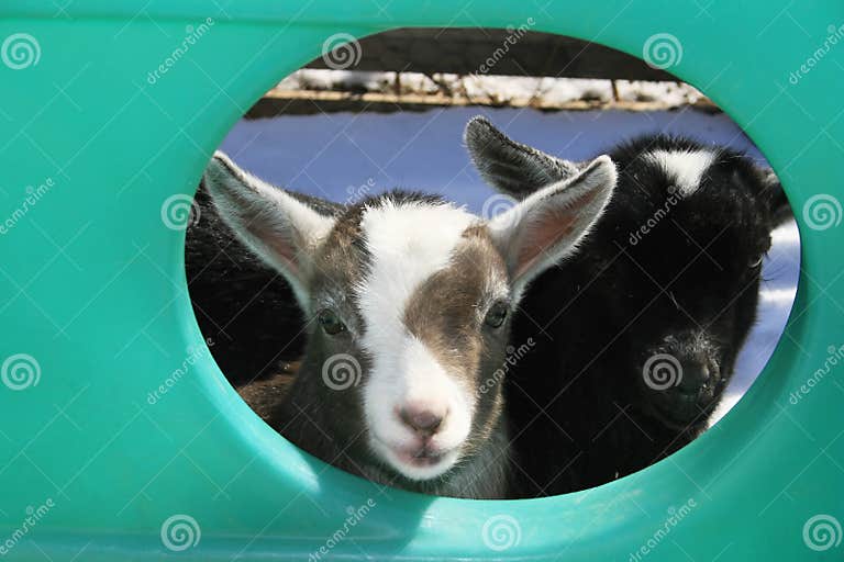 Friends stock image. Image of watching, cuddly, goats - 8536153