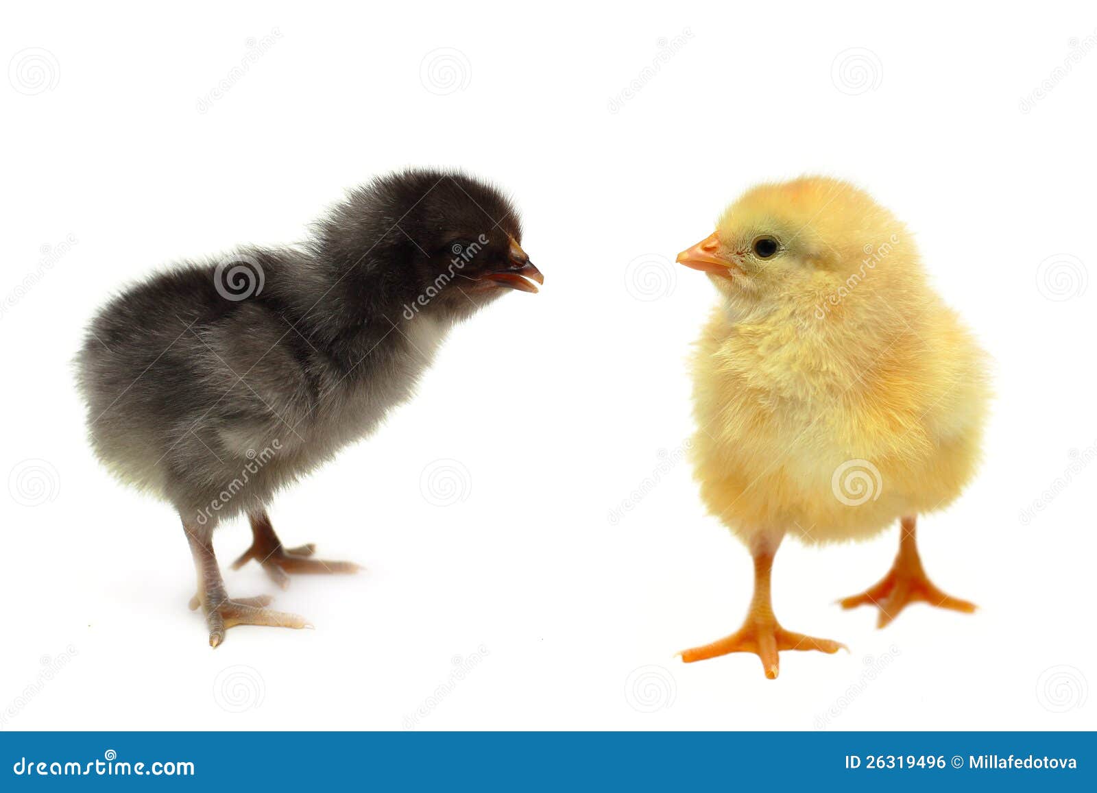 Friends chickens stock photo. Image of chick, studio - 26319496