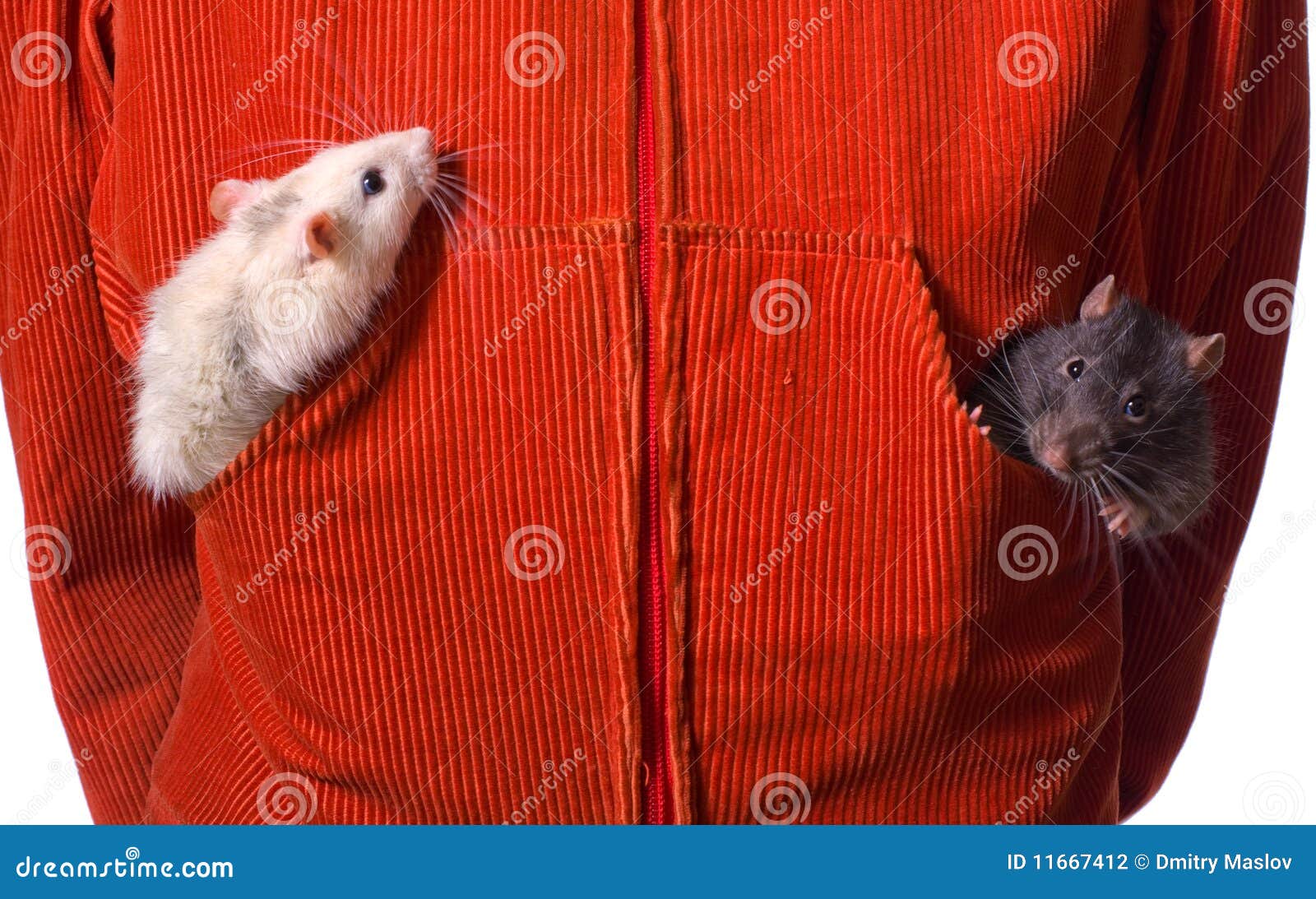 Friends in a pocket stock photo. Image of comfortable - 11667412