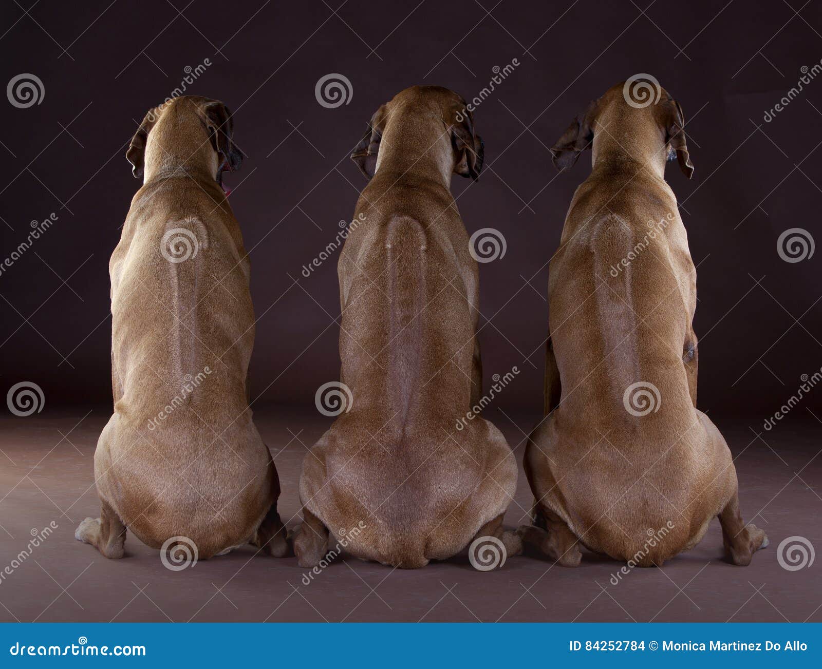 3 Friends Rhodesian Ridgeback Stock Photo - Image of friend, hair: 84252784
