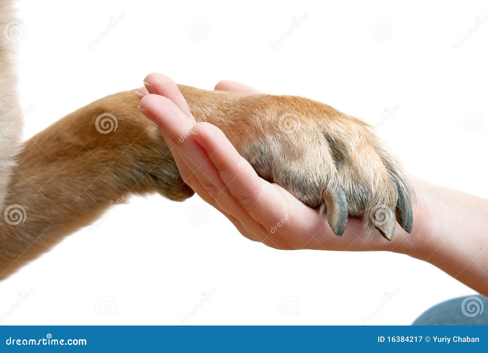 Friendship stock image. Image of handclasp, canine, handshake - 16384217